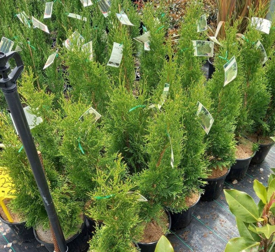 Thuja Smaragd in 200mm Pot | Canberra Nursery & Garden Centre