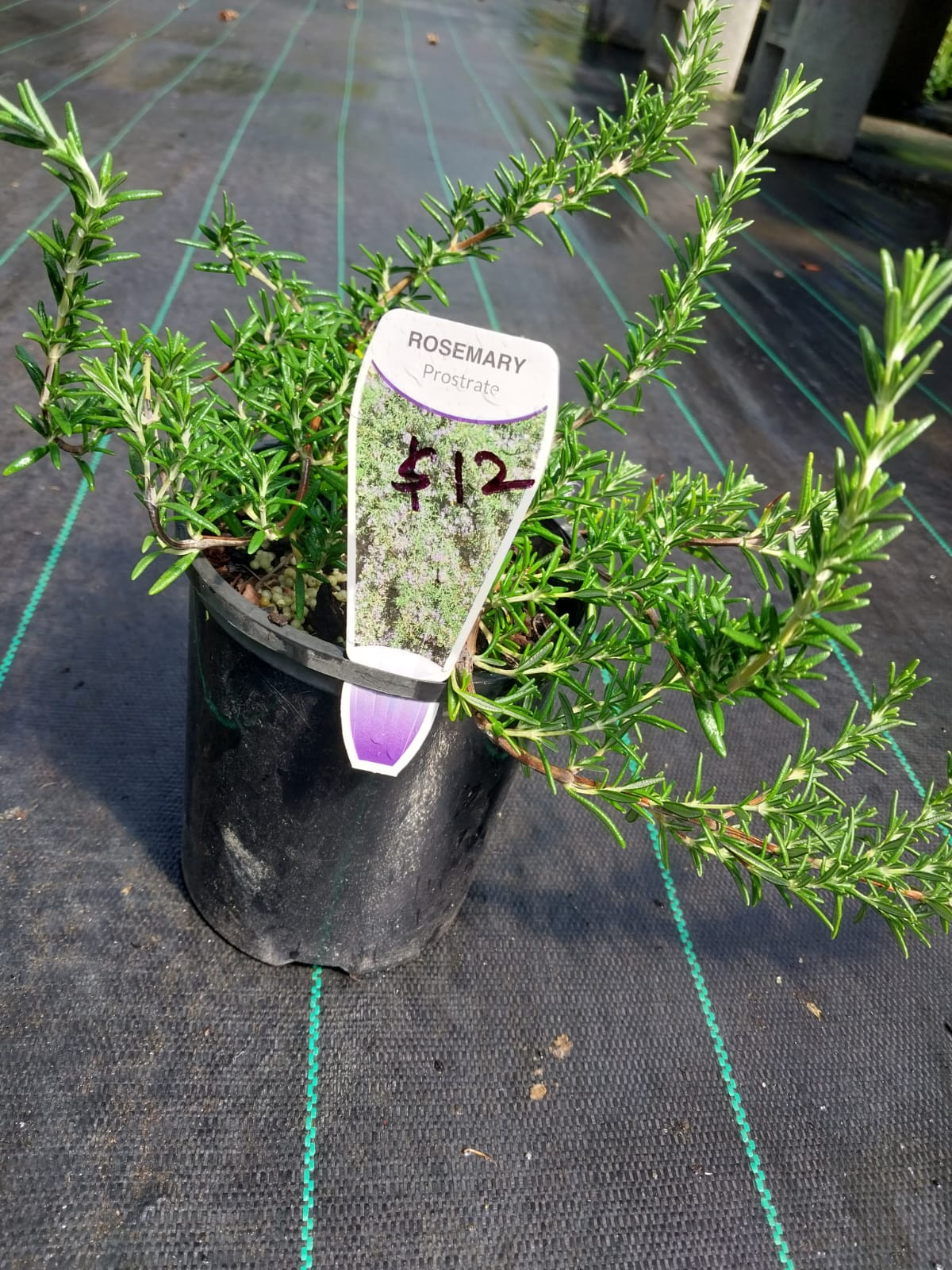 Rosemary Prostrate (Ground Cover) in 140mm pot | Canberra Nursery ...