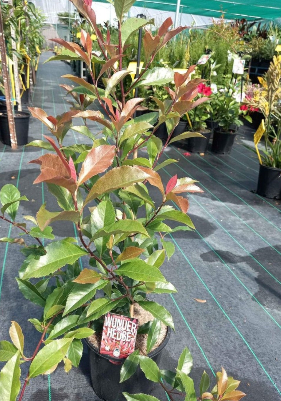 Wonder hedge Photinia in 200mm Pot | Canberra Nursery & Garden Centre