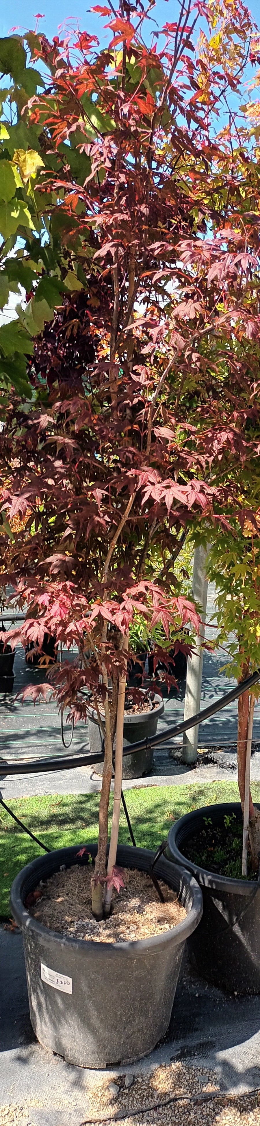 Acer Palmatum Atropurpureum Maple | Canberra Nursery & Garden Centre