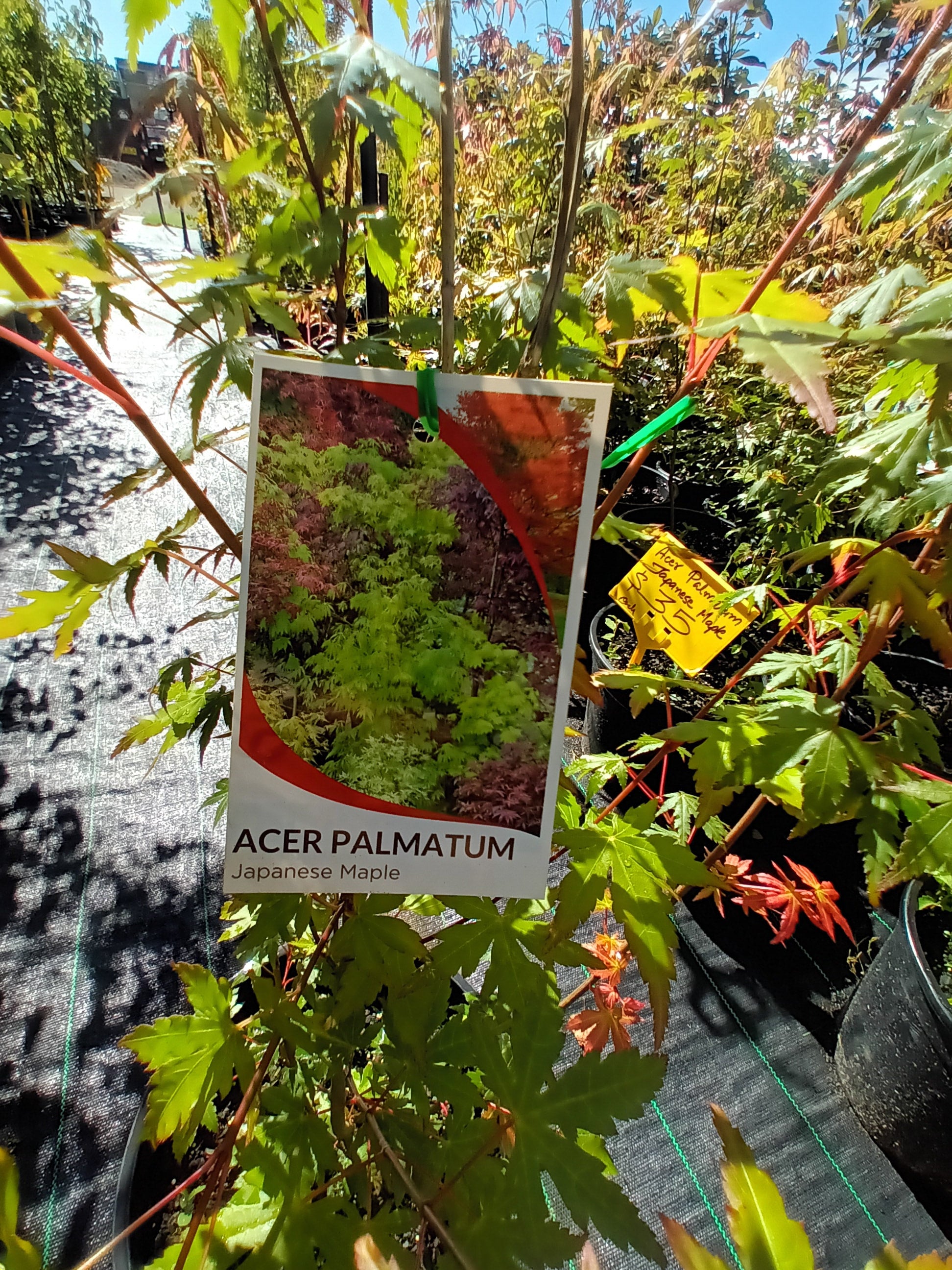 Acer palmatum Japanese maple | Canberra Nursery & Garden Centre