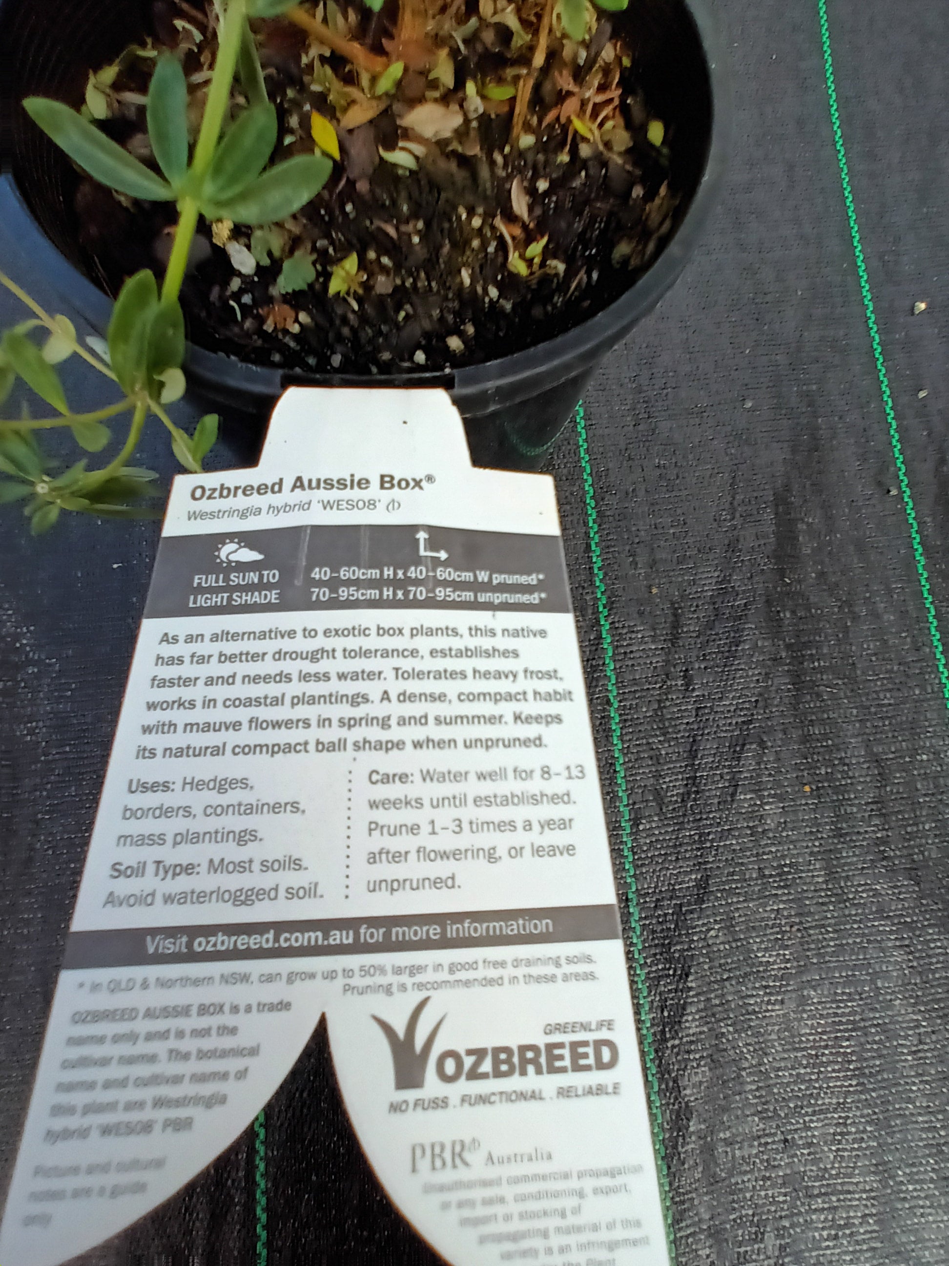 Westringia Native Rosemary in 140mm Pot | Canberra Nursery & Garden Centre