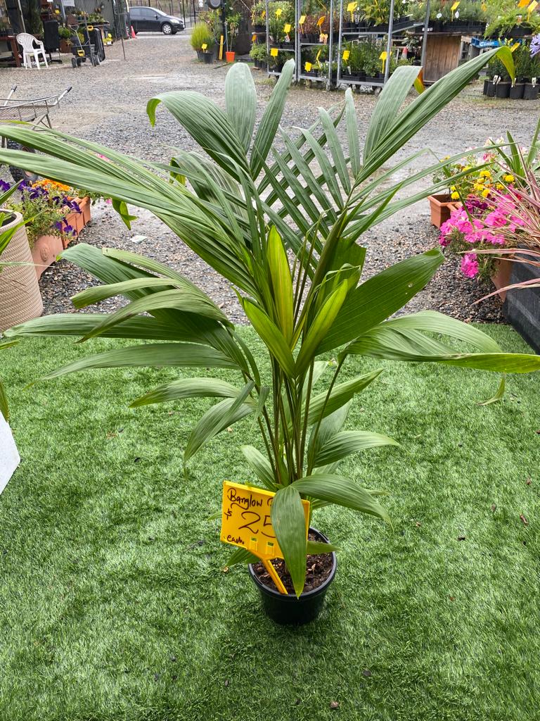 Bangalow Palm in 200mm Pot | Canberra Nursery & Garden Centre