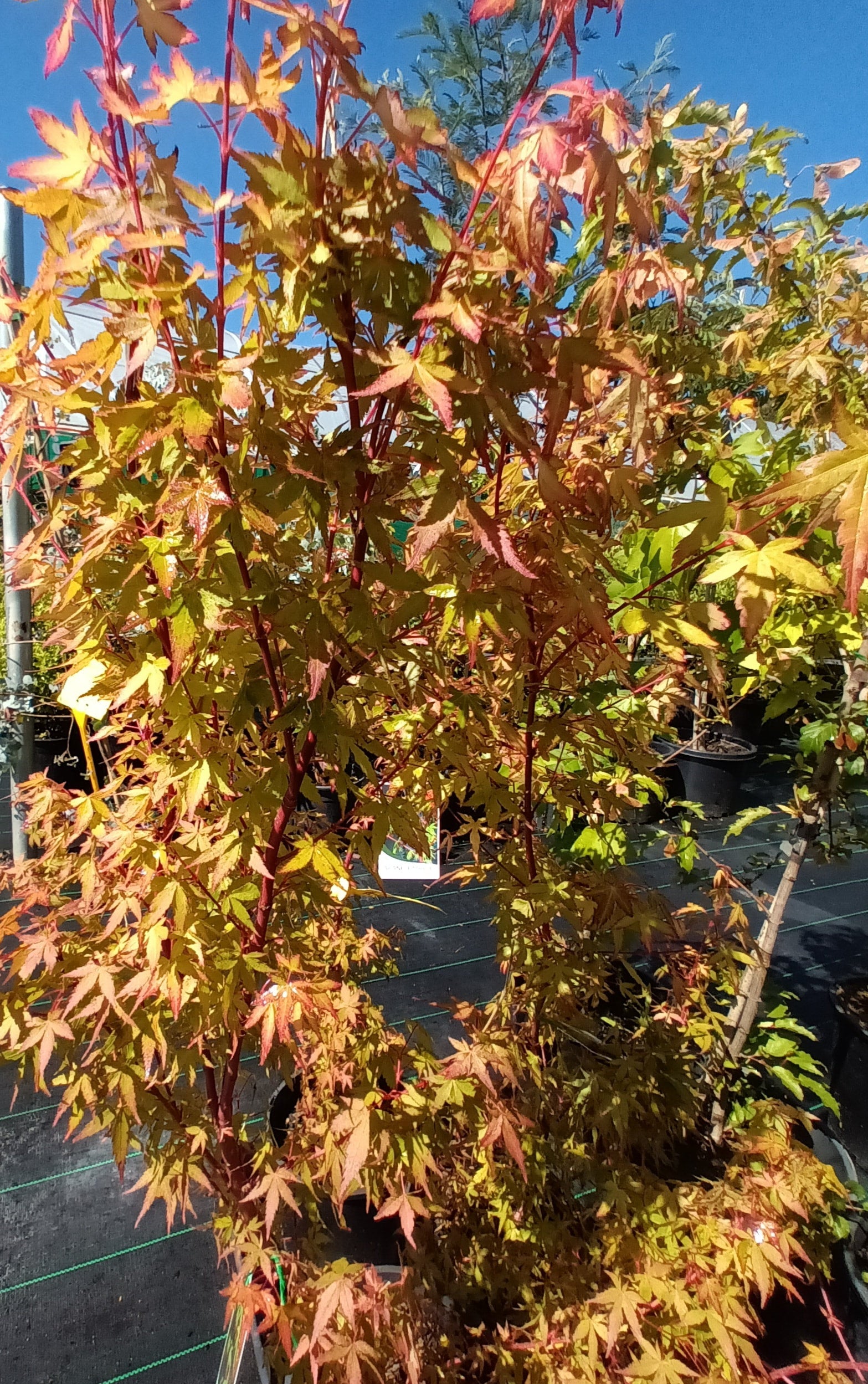Acer palmatum Japanese maple | Canberra Nursery & Garden Centre