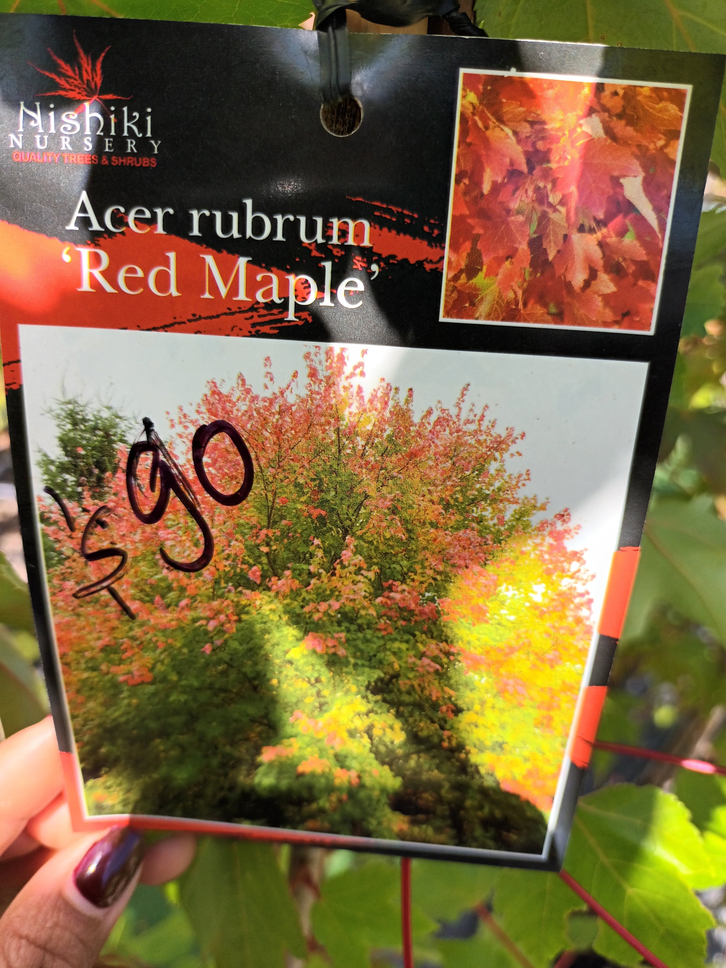 Acer Rubrum Red Maple | Canberra Nursery & Garden Centre