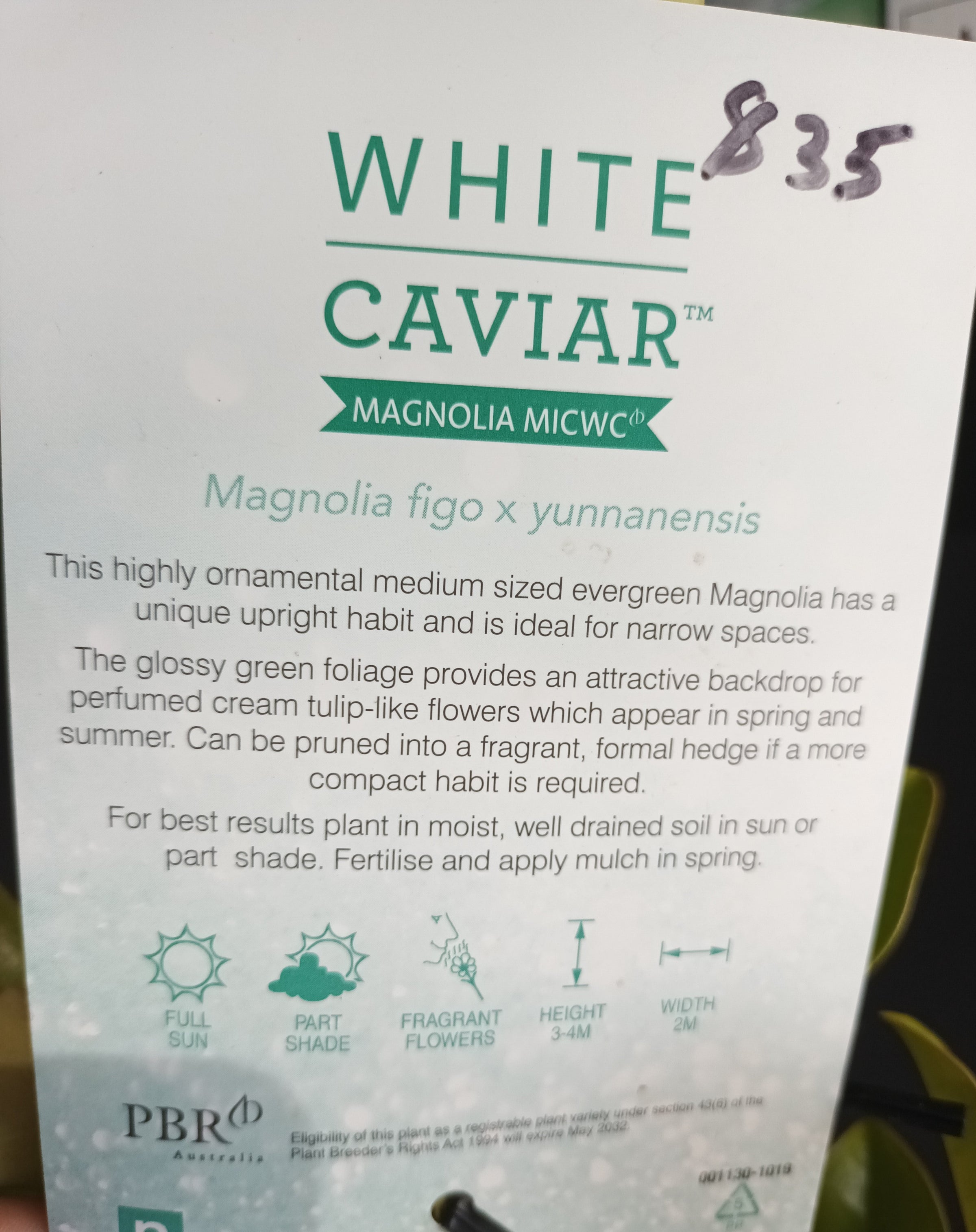 White caviar magnolia | Canberra Nursery & Garden Centre