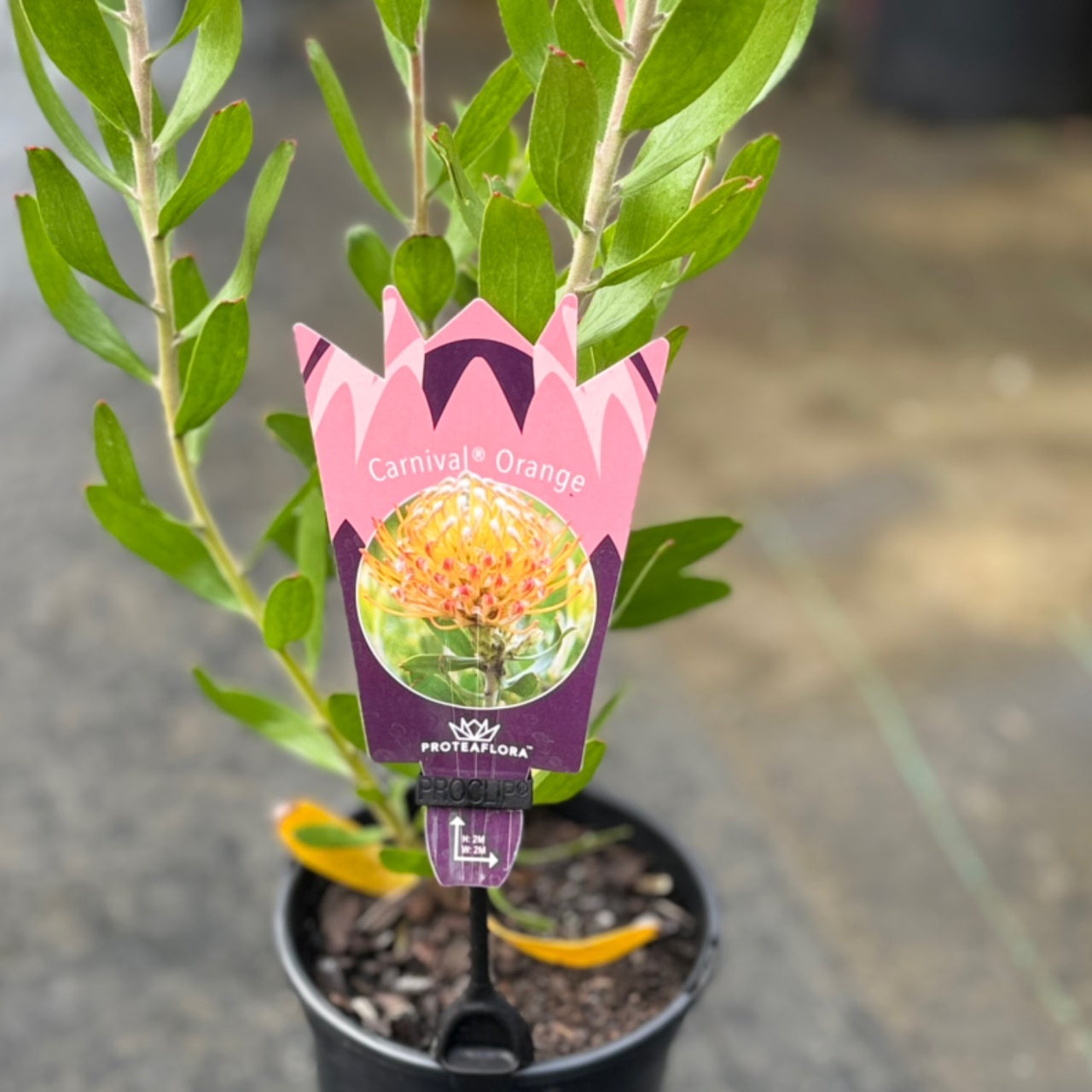 Canberra Nursery & Garden Centre