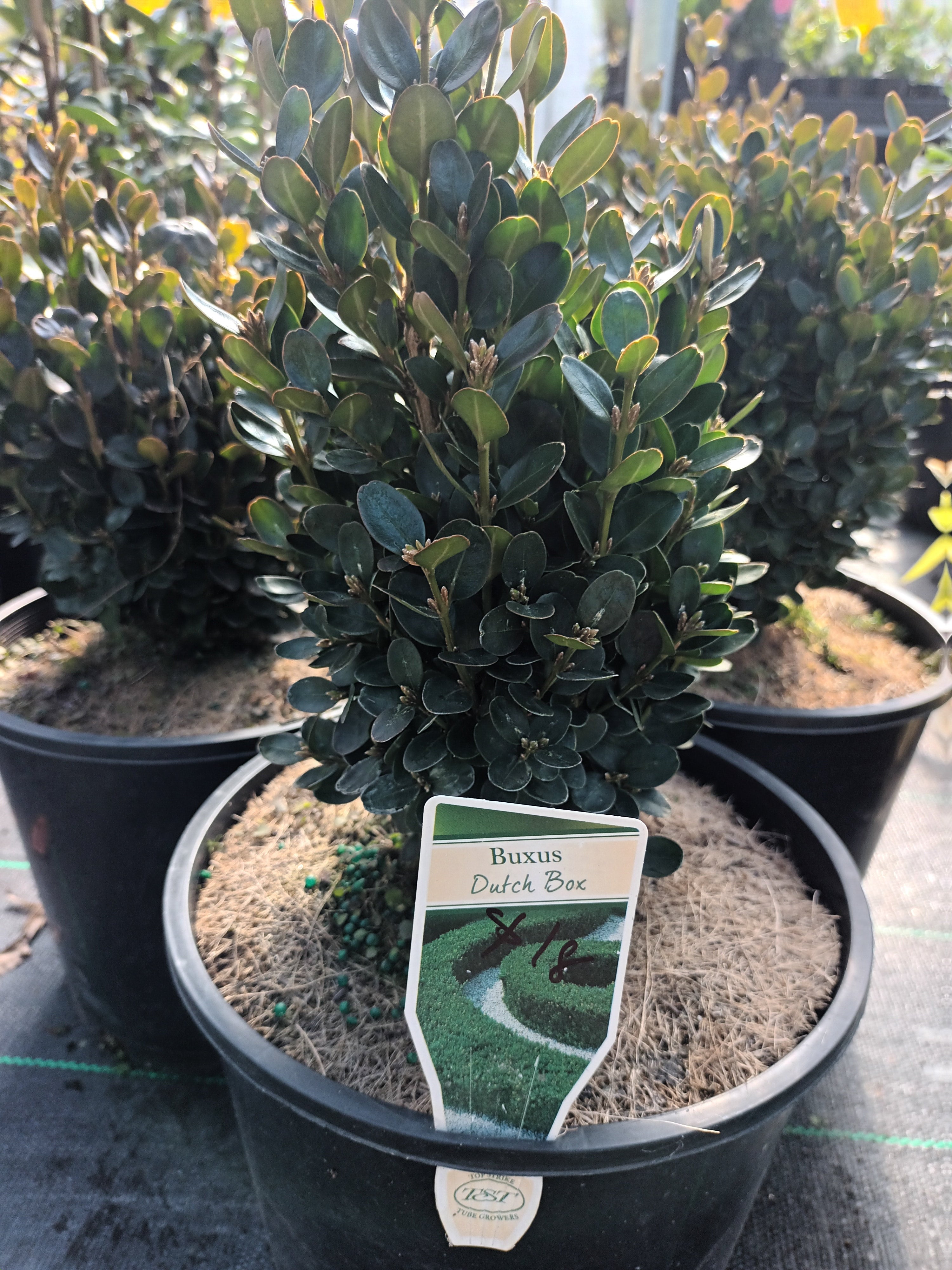 Dutch Box in 200mm Pot | Canberra Nursery & Garden Centre