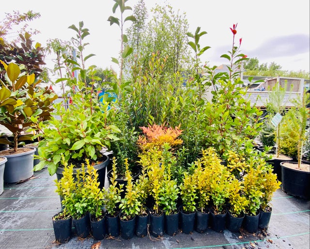 Hedge plants | Canberra Nursery & Garden Centre