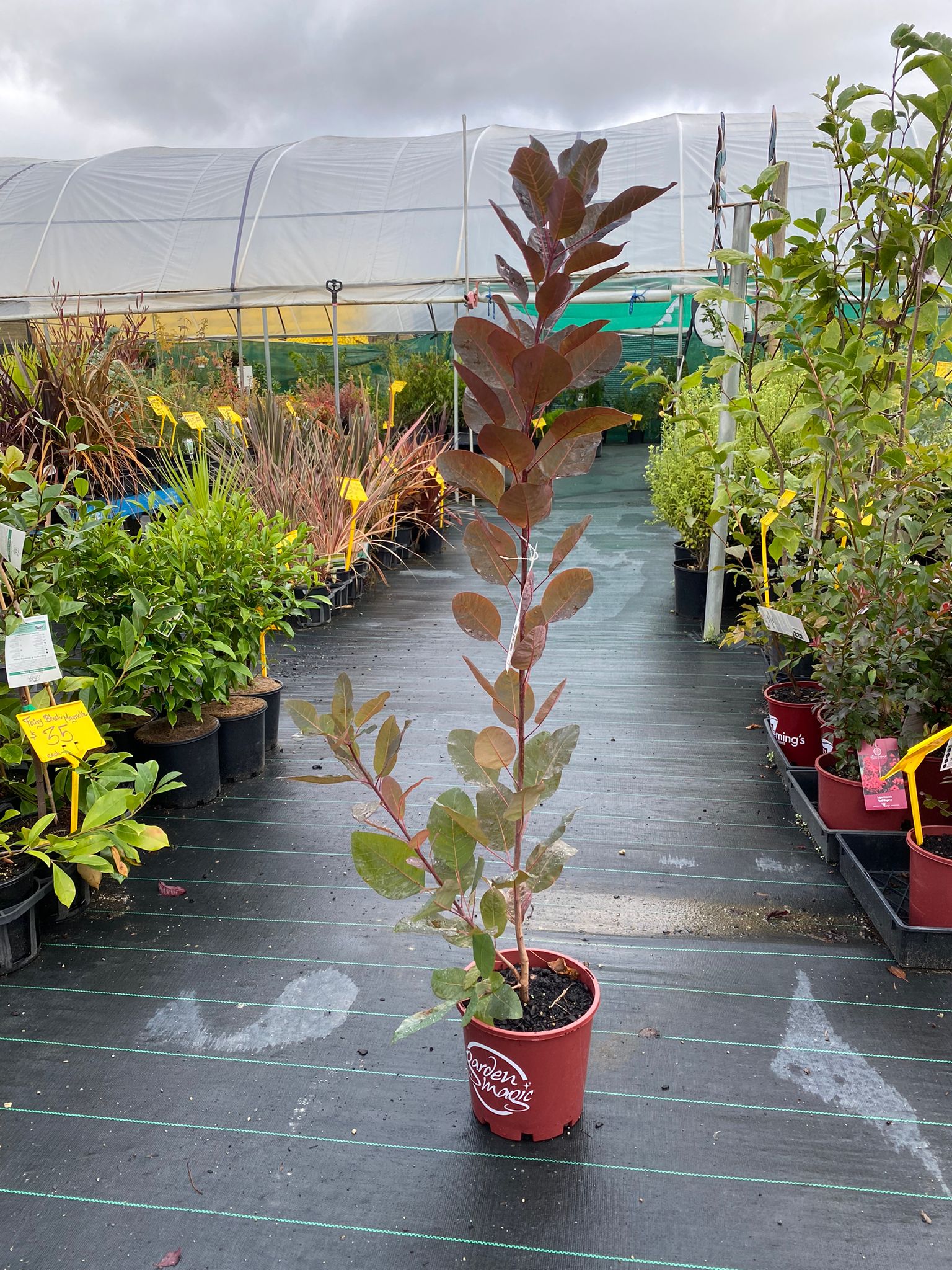 Smoke Bush in 200mm Pot | Canberra Nursery & Garden Centre