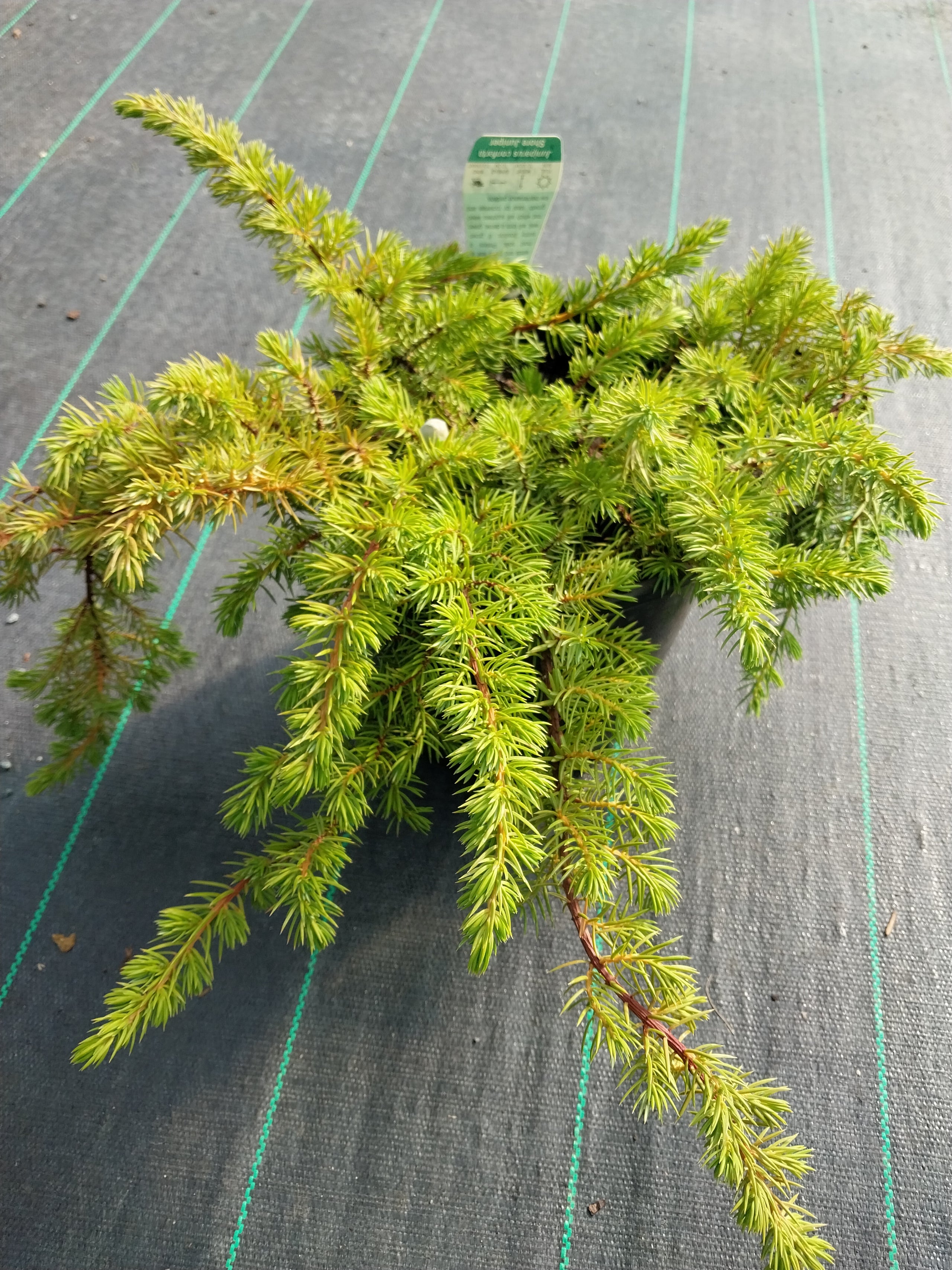 Juniperus conferta in 200mm pot | Canberra Nursery & Garden Centre