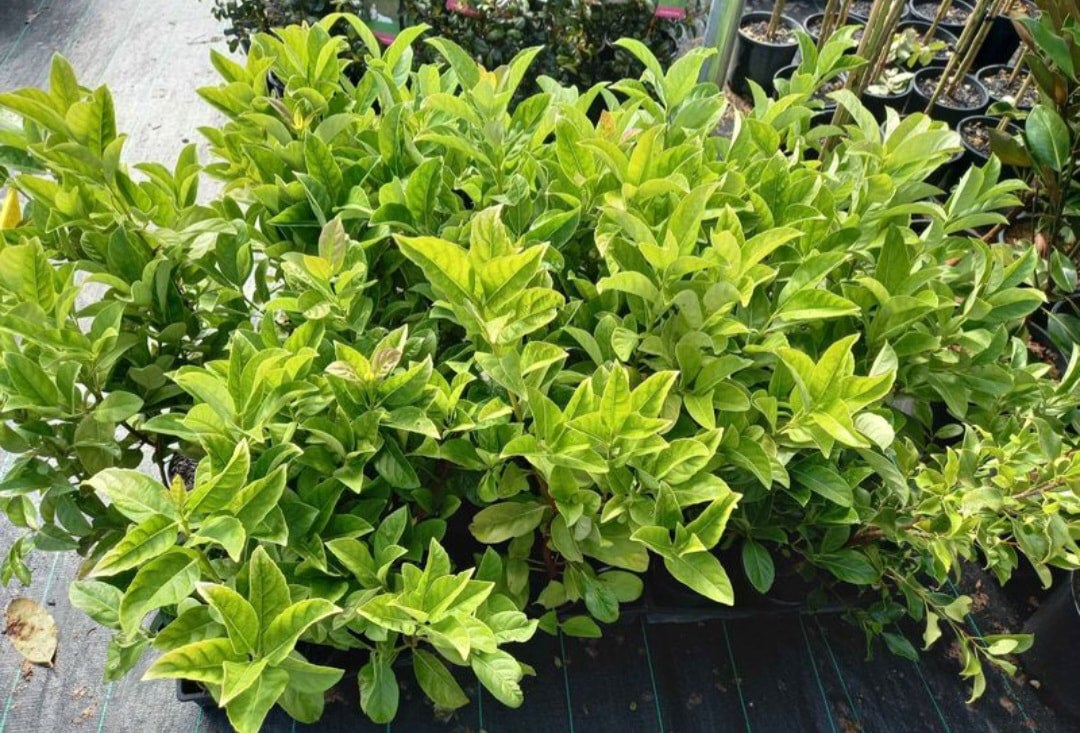 Odora sweet Viburnum in 140mm Pot | Canberra Nursery & Garden Centre