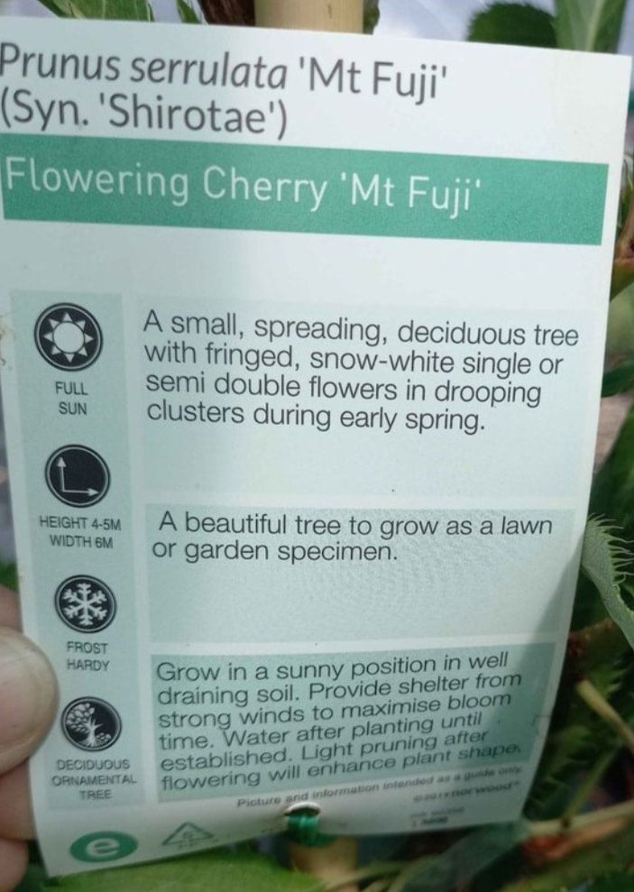 Flowering Cherry Tree (Mount Fuji) | Canberra Nursery & Garden Centre