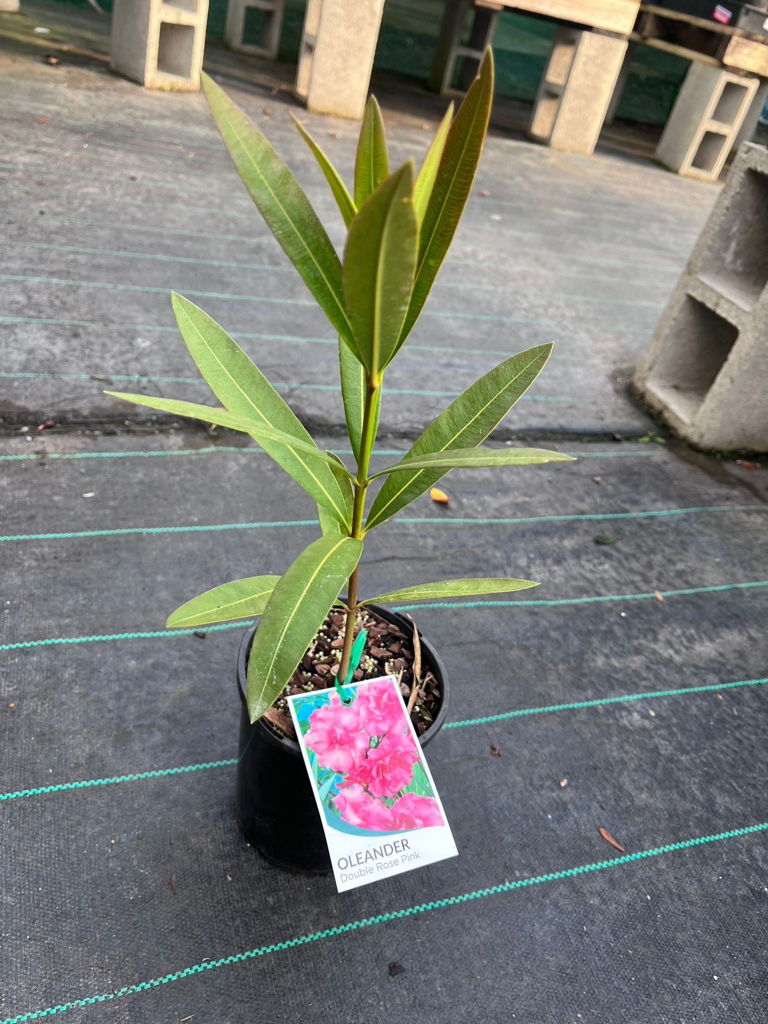 Nerium Oleander Splendens "Double Rose Pink" in 140mm | Canberra ...