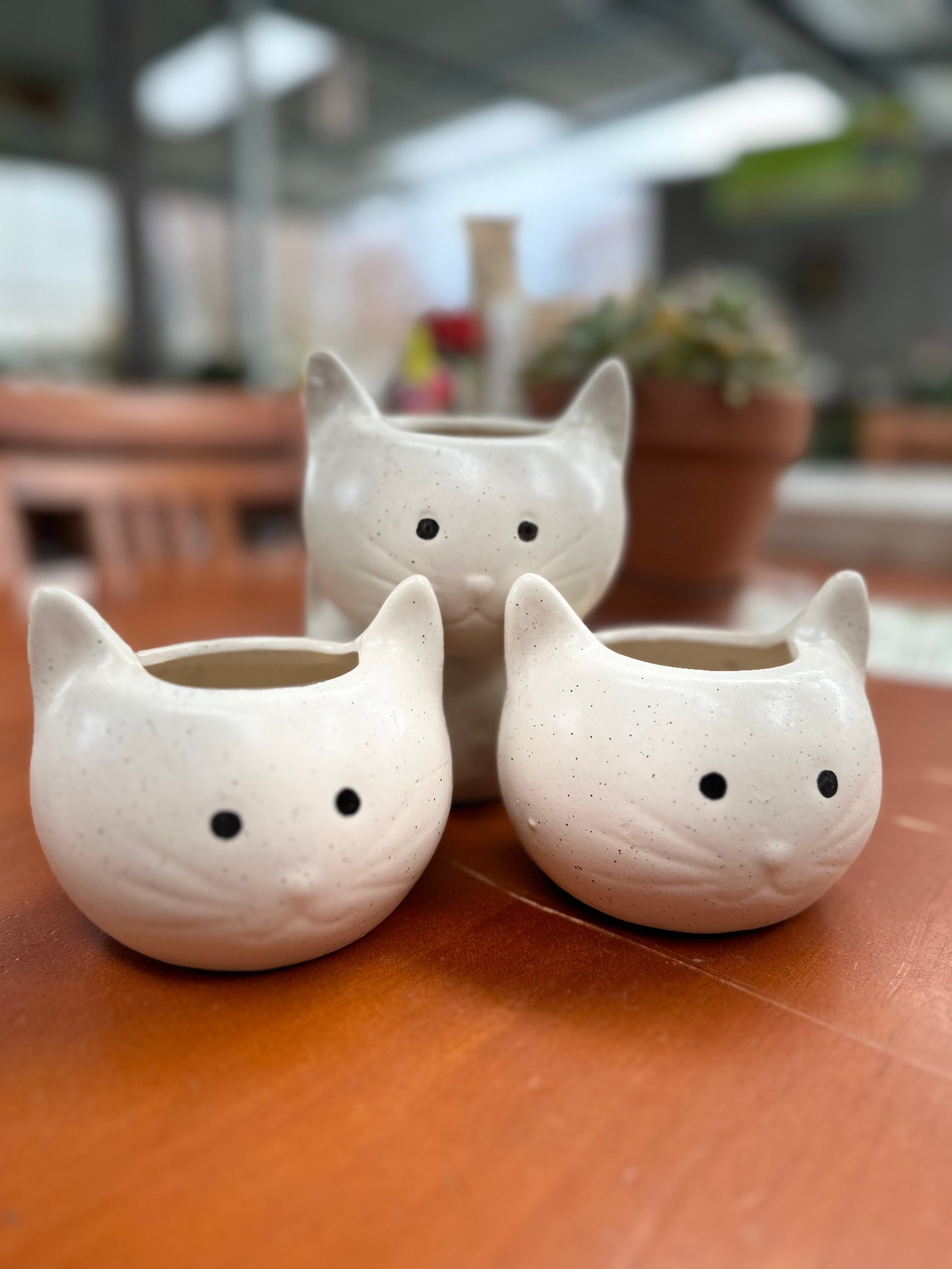cat pot | Canberra Nursery & Garden Centre