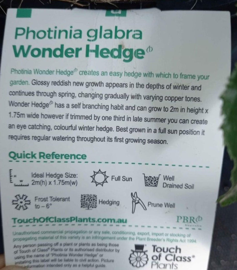Wonder hedge Photinia in 200mm Pot | Canberra Nursery & Garden Centre