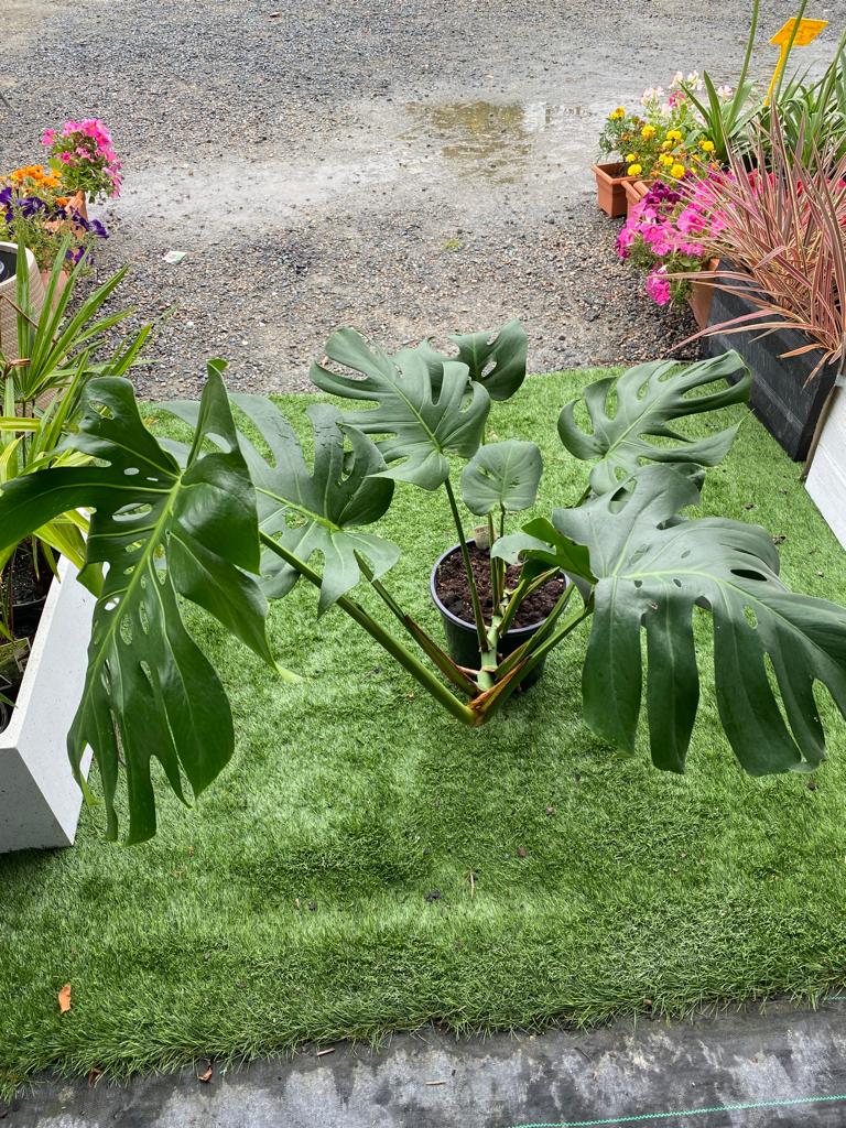 Giant Monstera deliciosa in 250mm Pot | Canberra Nursery & Garden Centre