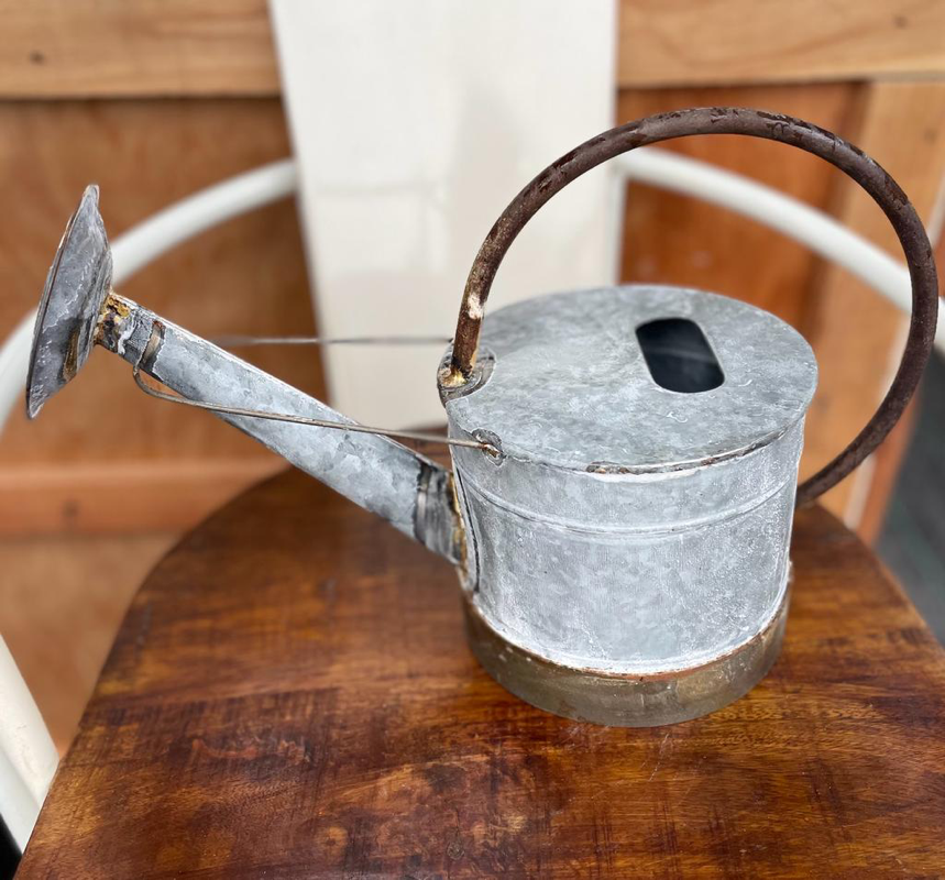 Galvanised water can | Canberra Nursery & Garden Centre