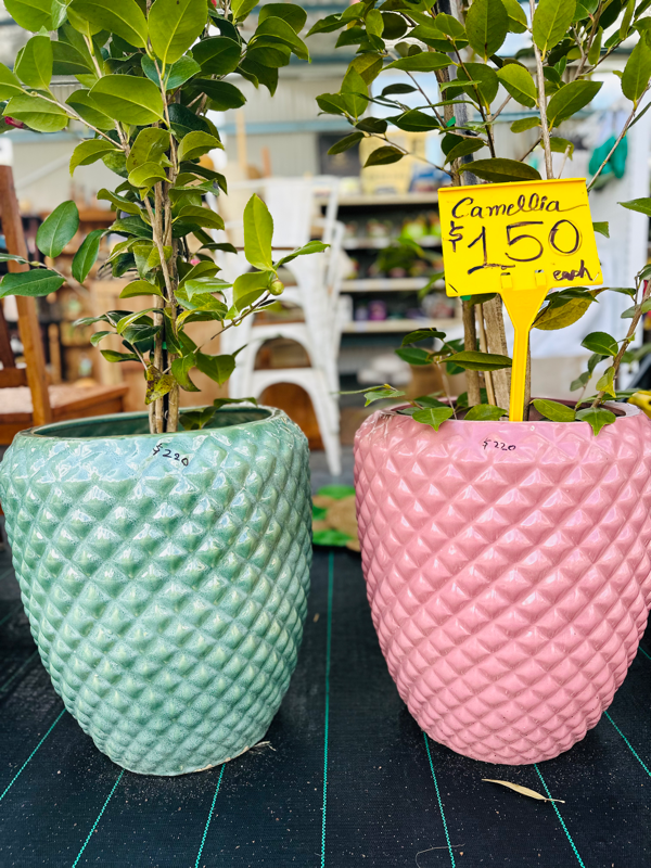 Diamond pot | Canberra Nursery & Garden Centre