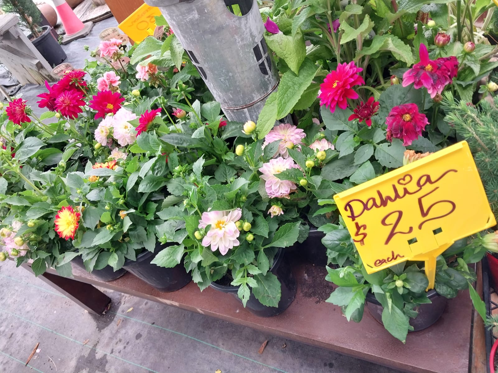 Dahlia in 200mm Pot | Canberra Nursery & Garden Centre