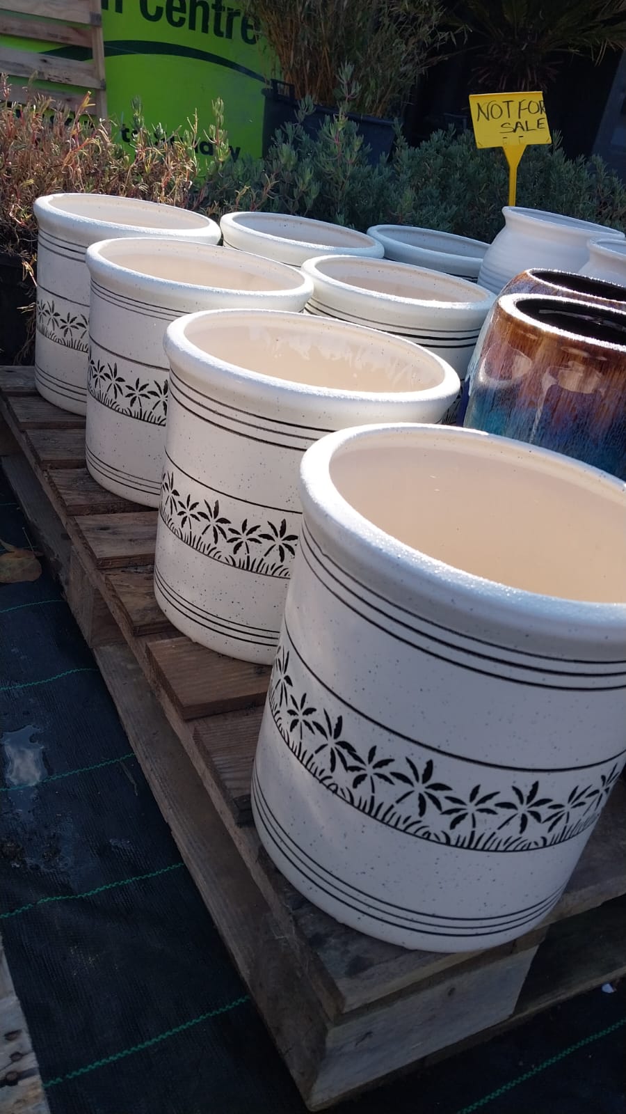 White tree pot 🌿 | Canberra Nursery & Garden Centre