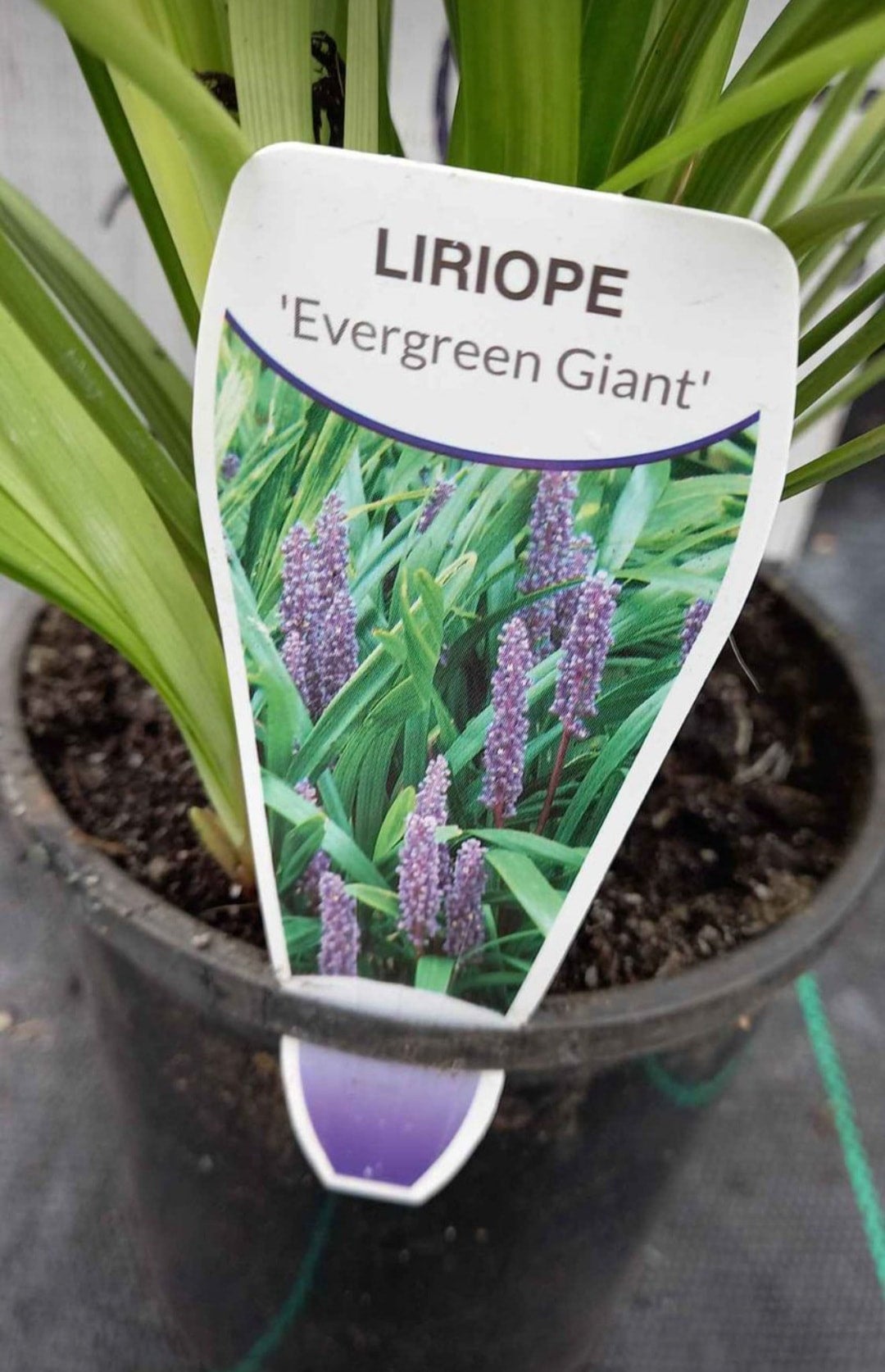 Liriope evergreen giant in 140mm Pot | Canberra Nursery & Garden Centre