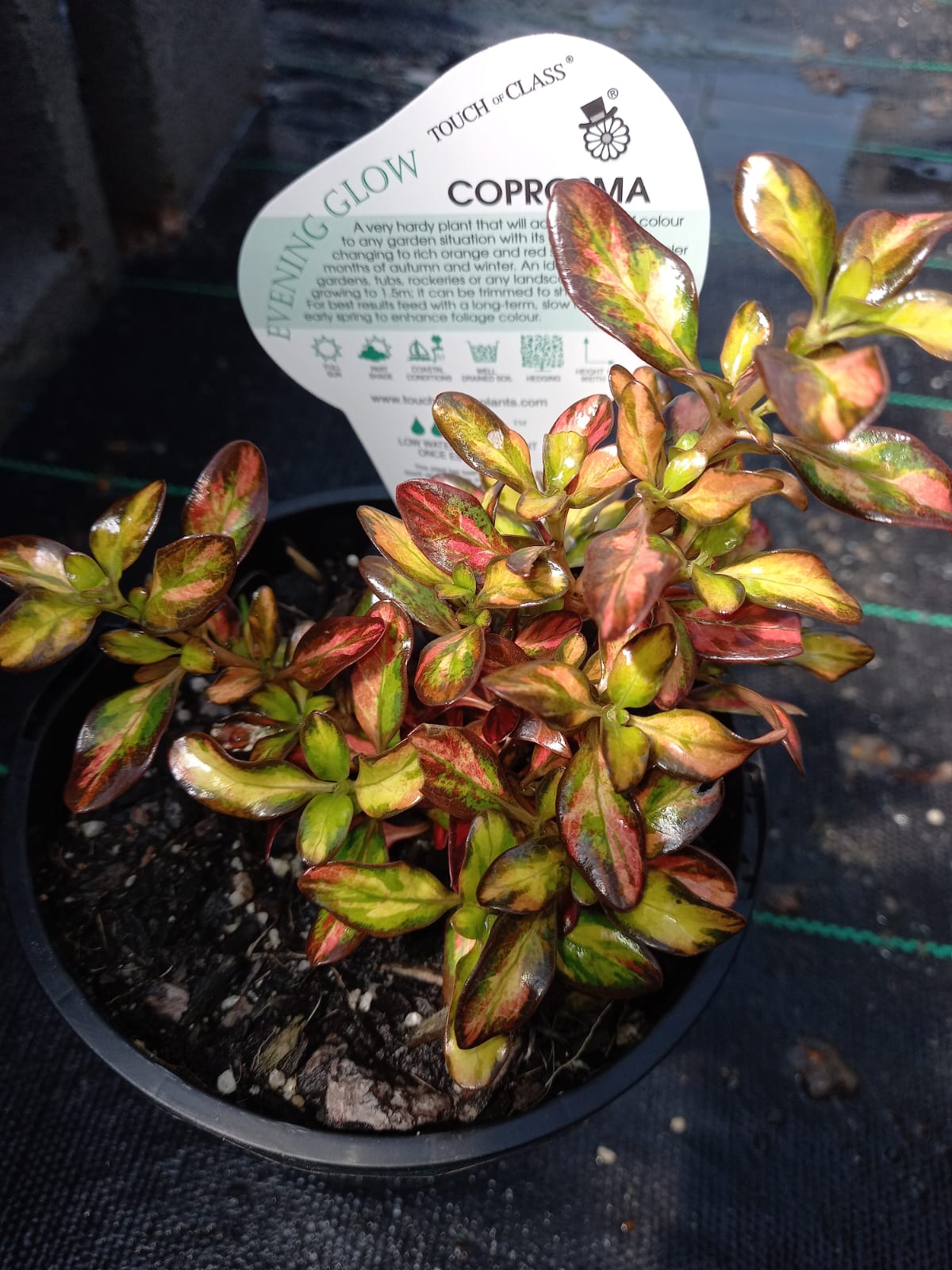 Coprosma Evening Glow in 140mm Pot | Canberra Nursery & Garden Centre