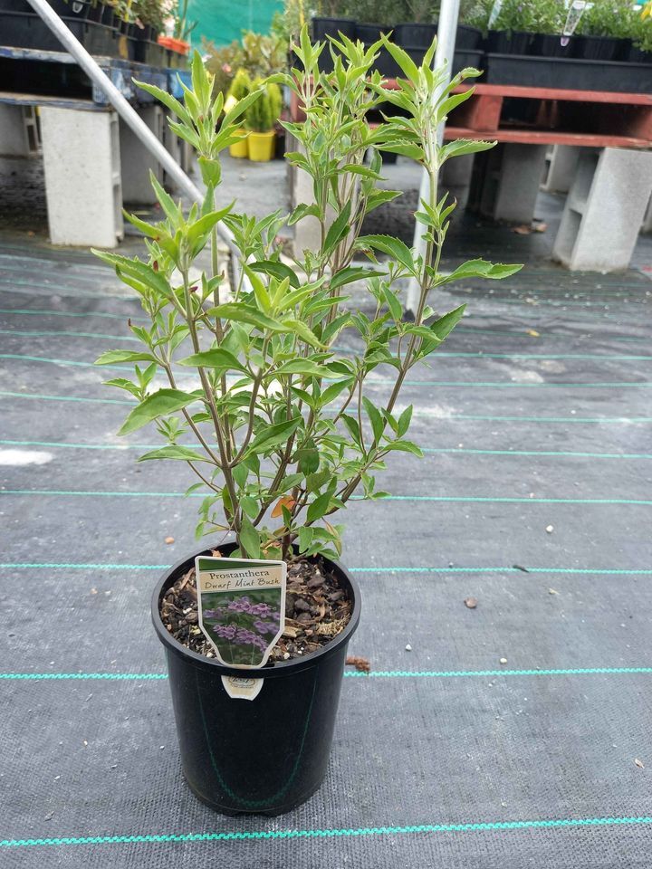Prostanthera in 140mm Pot | Canberra Nursery & Garden Centre