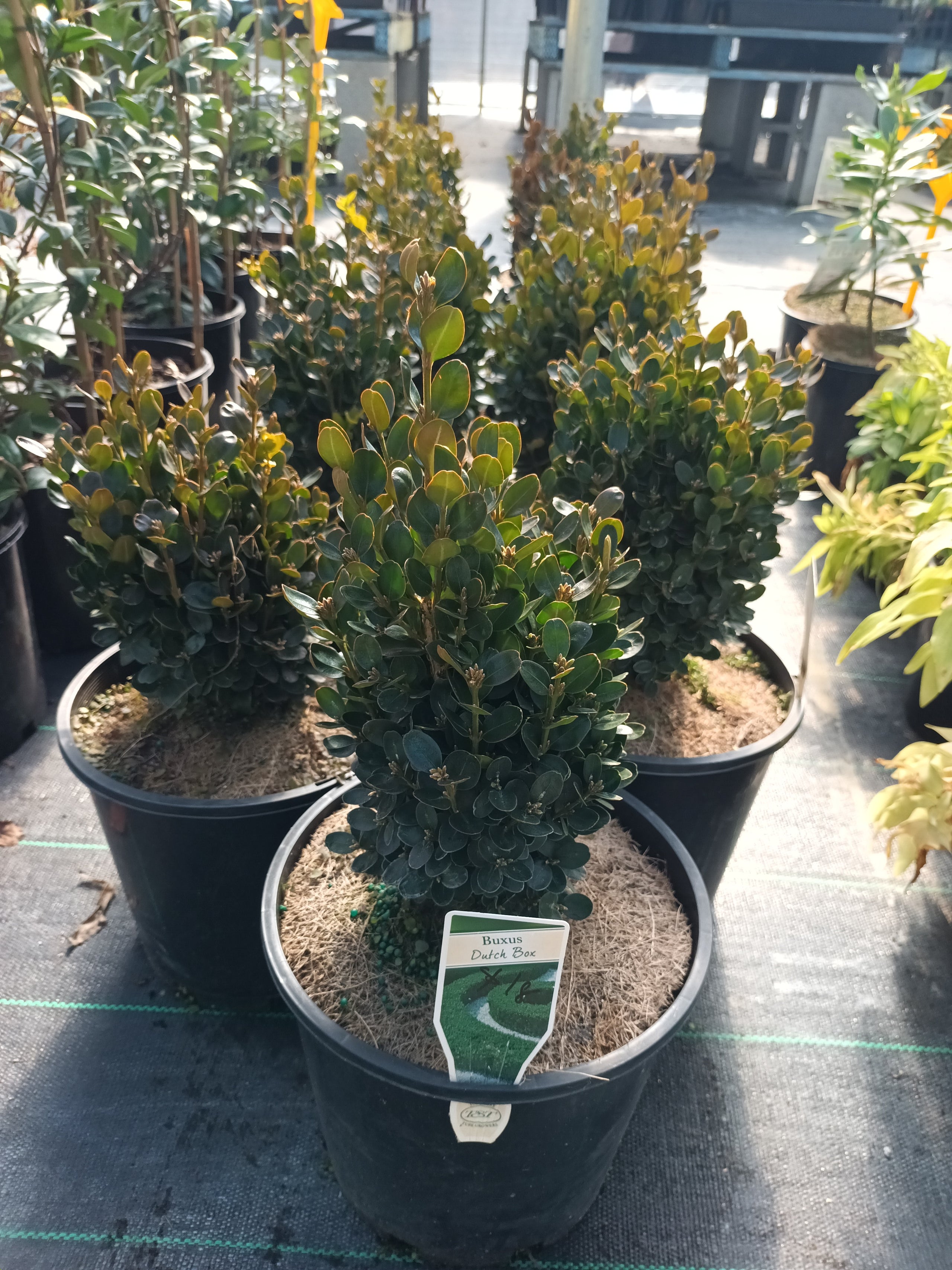 Dutch Box in 200mm Pot | Canberra Nursery & Garden Centre