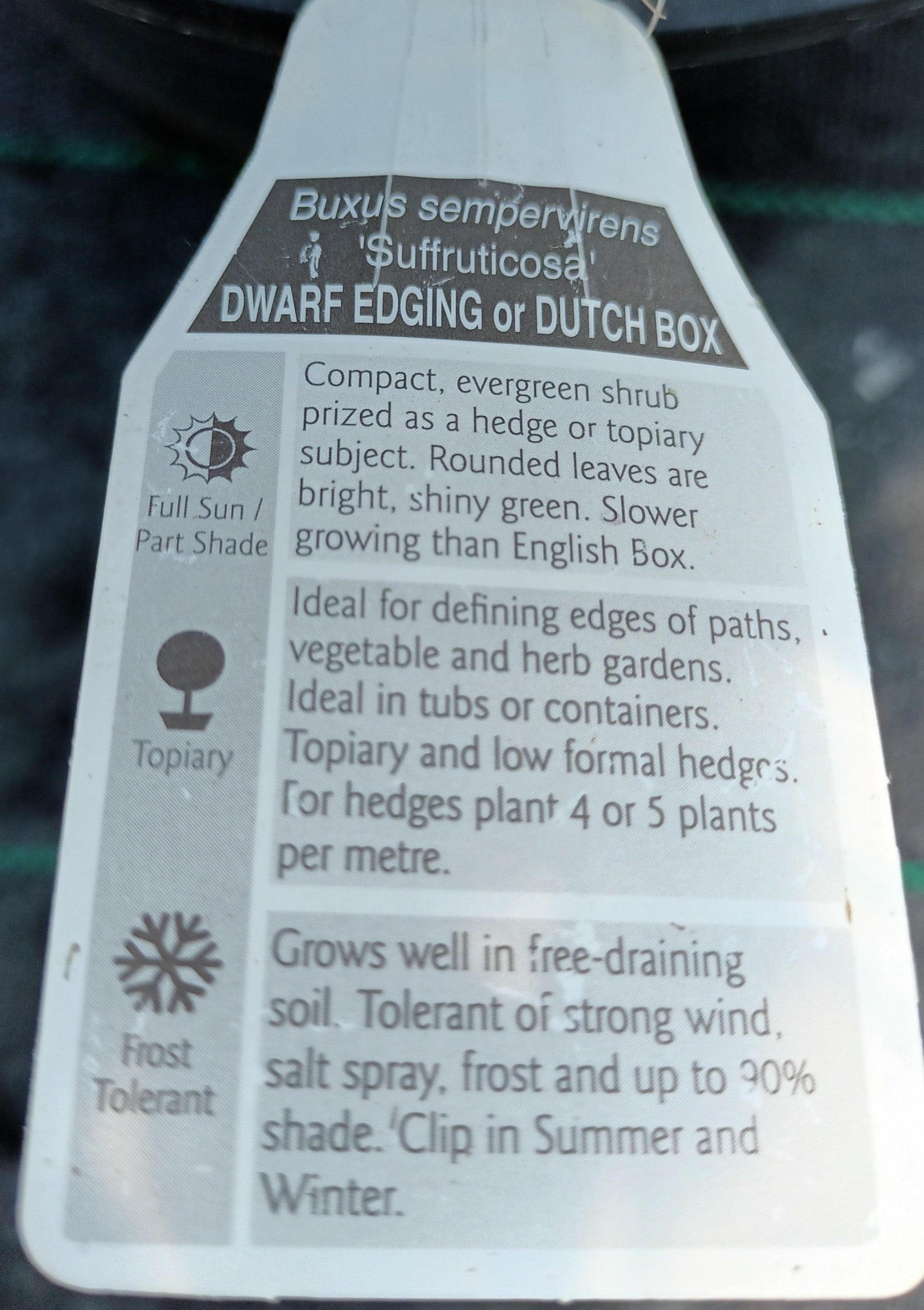 Dutch Box in 200mm Pot | Canberra Nursery & Garden Centre