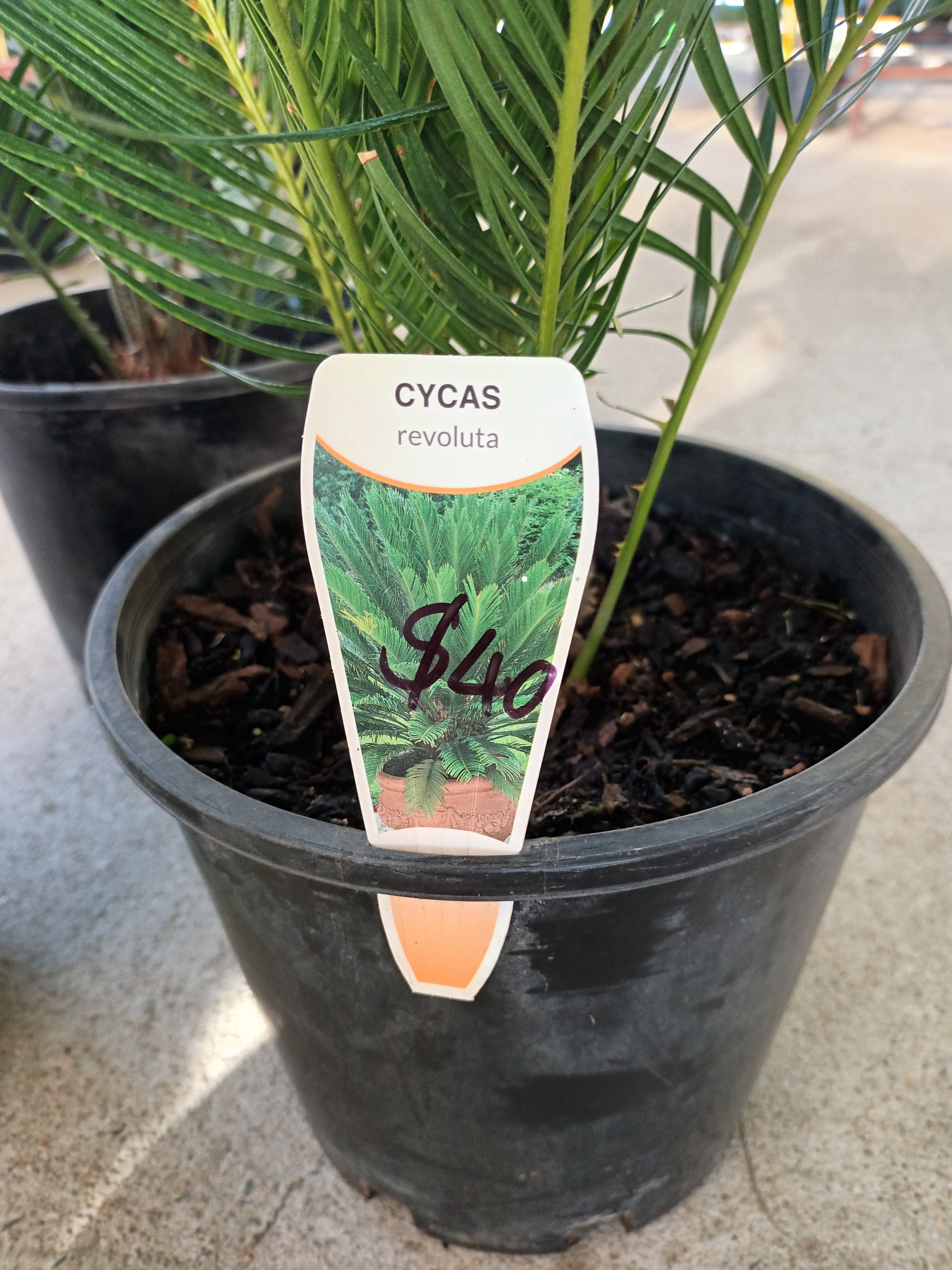 Cycas In 200mm Pot Canberra Nursery Garden Centre Cycas In 200mm Pot Canberra Nursery Garden Centre