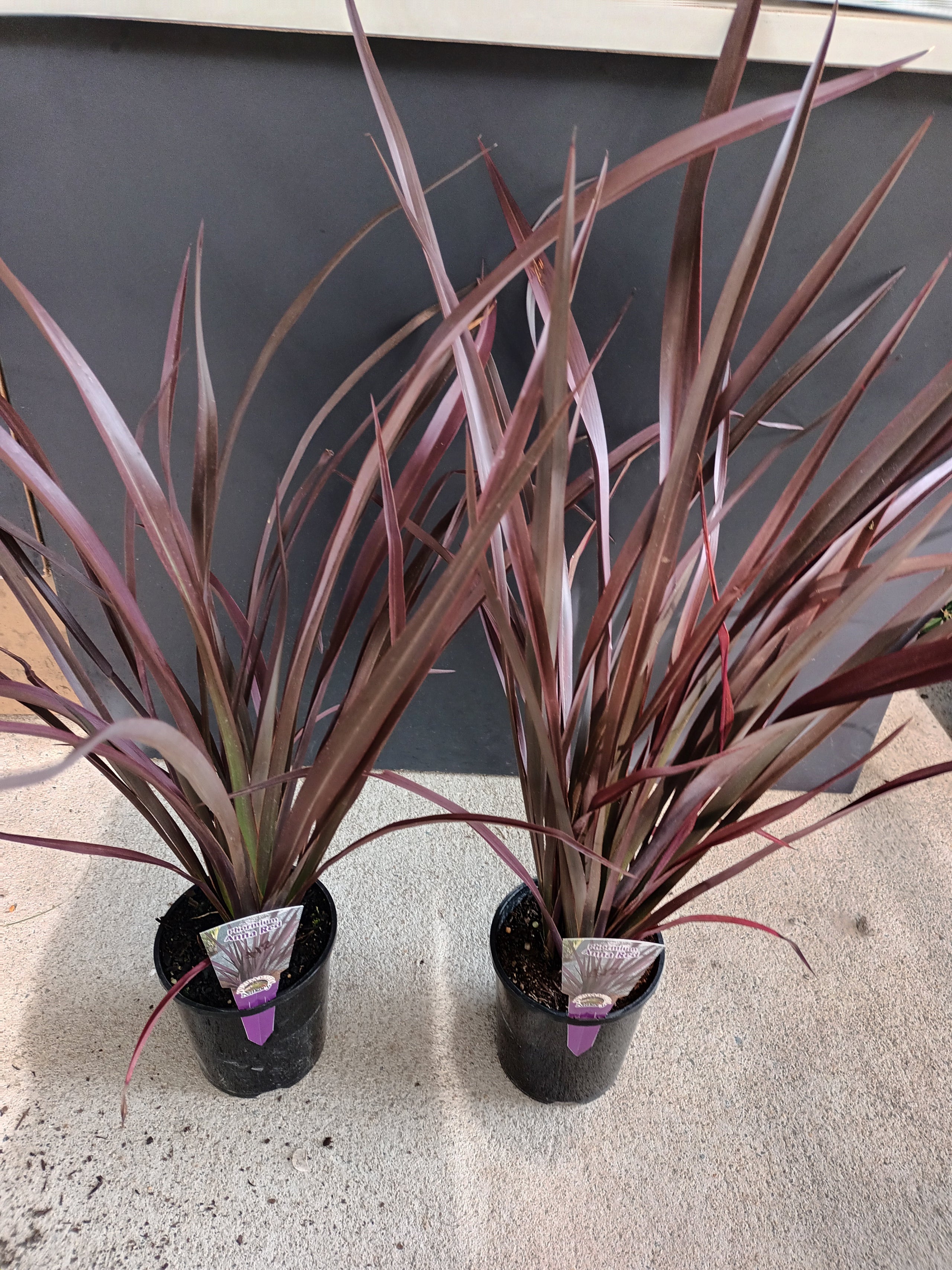 Anna red phormium in 140mm Pot | Canberra Nursery & Garden Centre