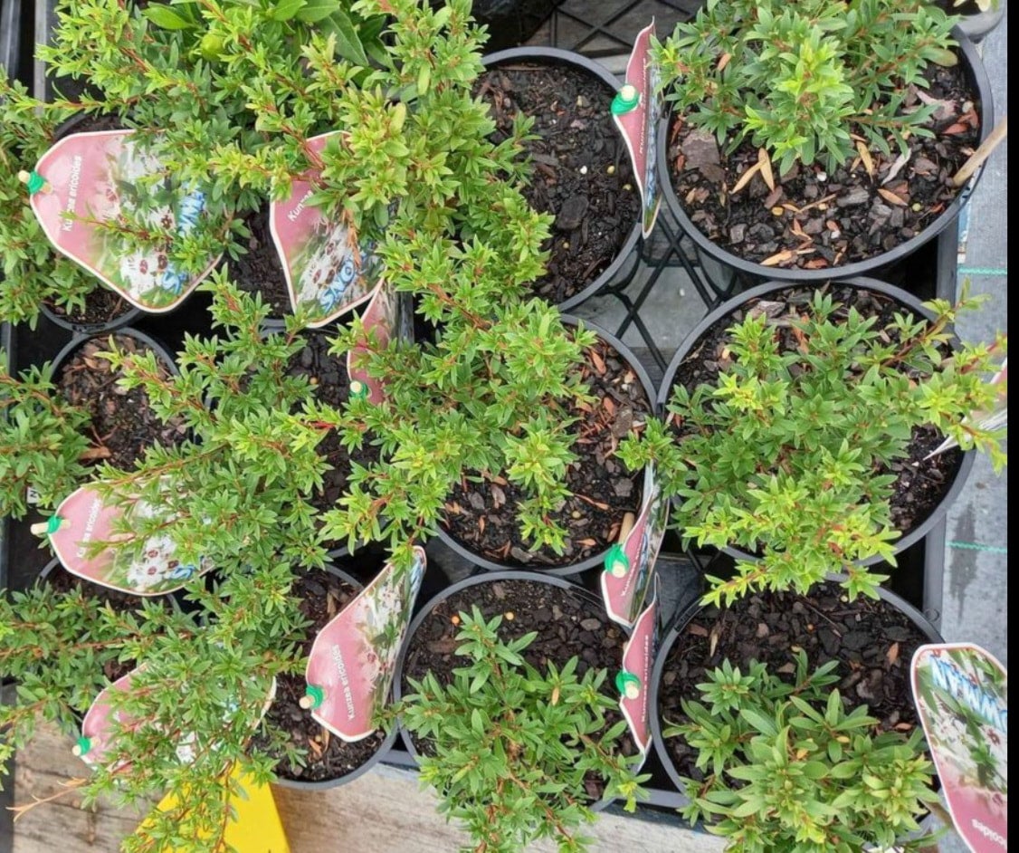 Snowman (native) in 140mm Pot | Canberra Nursery & Garden Centre