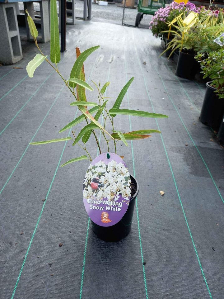 Hardenbergia Edna walling Climber in 140mm Pot | Canberra Nursery ...