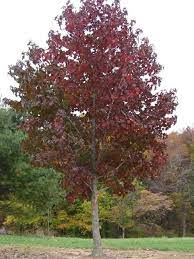 Enhance Your Garden with Beautiful Maples: Buy Now at Canberra Nursery ...