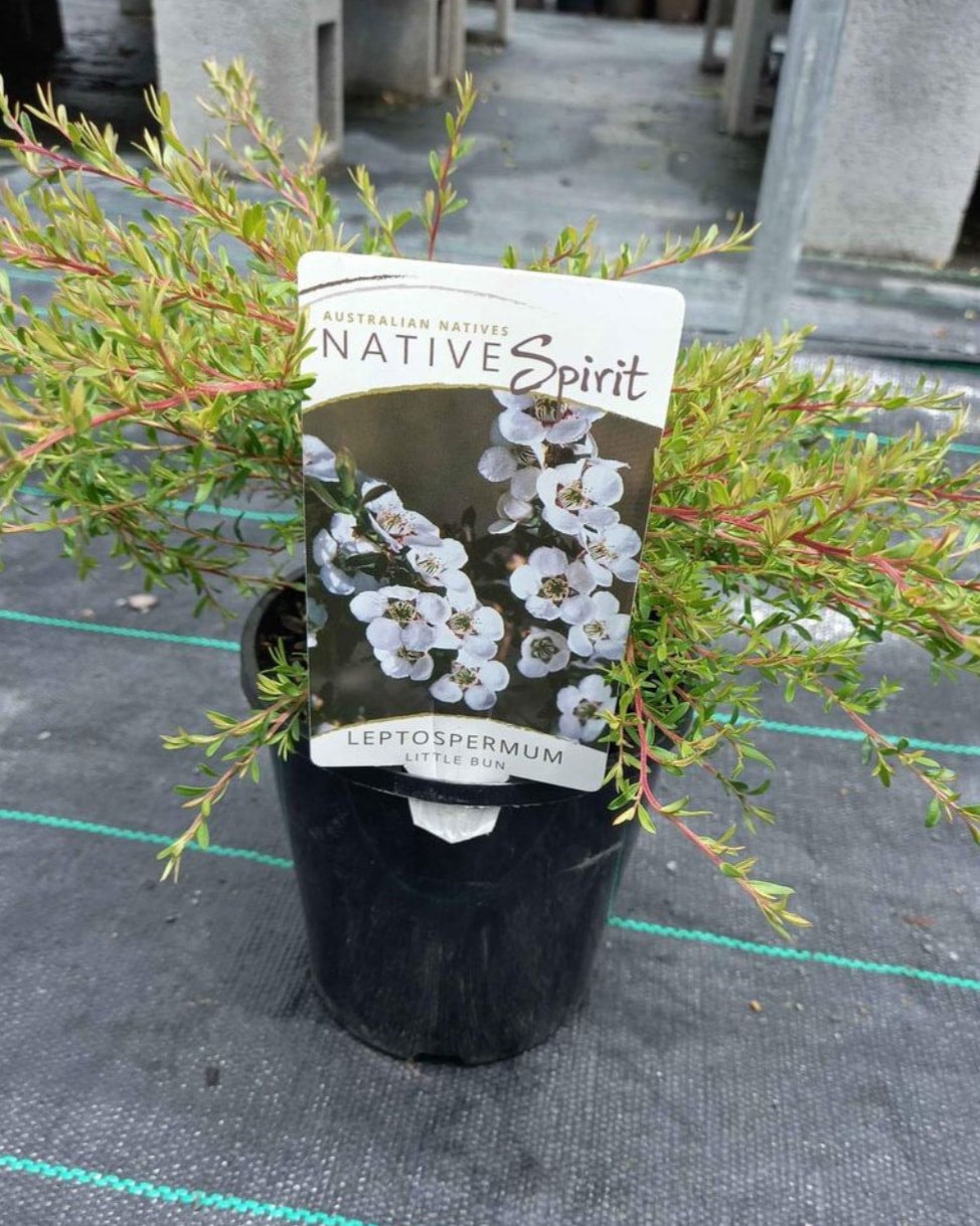 Leptospermum Little Bun in 140mm Pot | Canberra Nursery & Garden Centre