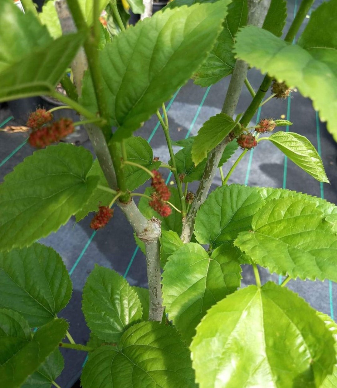 Mulberry (Black & White) in 250mm Pot | Canberra Nursery & Garden Centre
