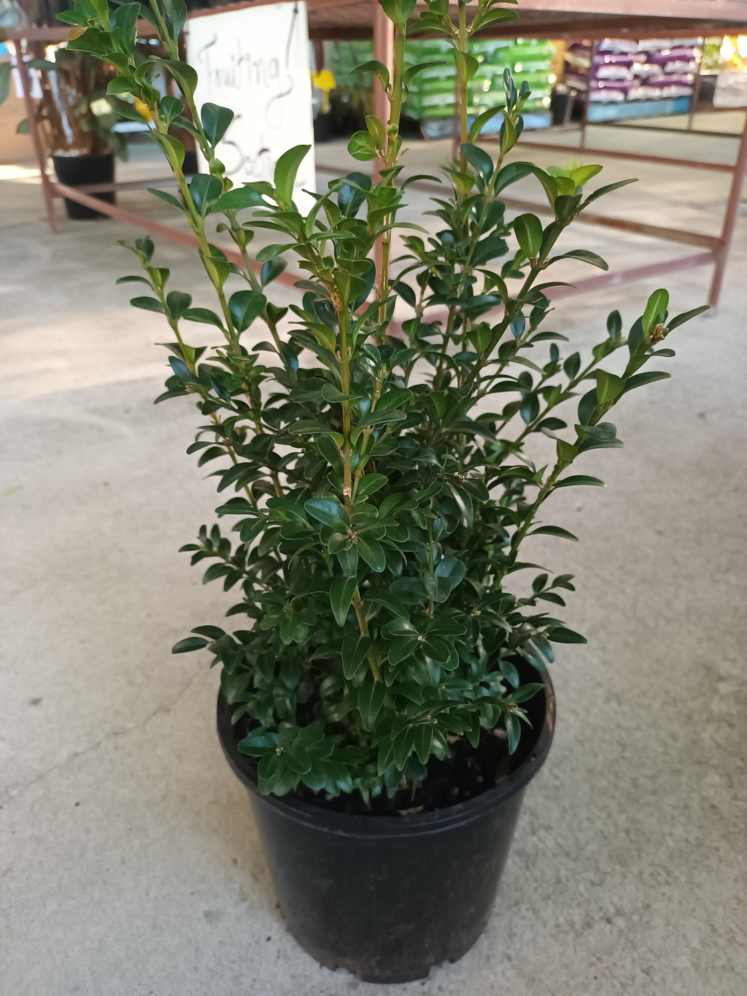 English box hedge in 200mm Pot | Canberra Nursery & Garden Centre