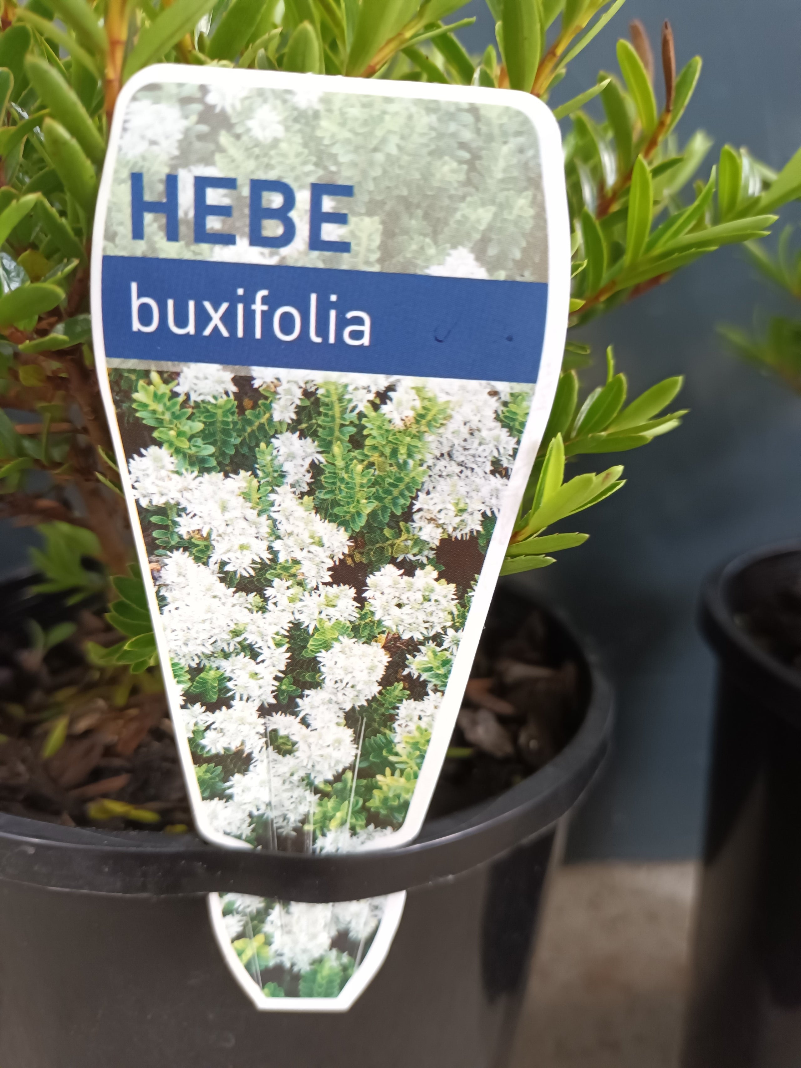 Hebe Buxifolia in 140mm Pot | Canberra Nursery & Garden Centre