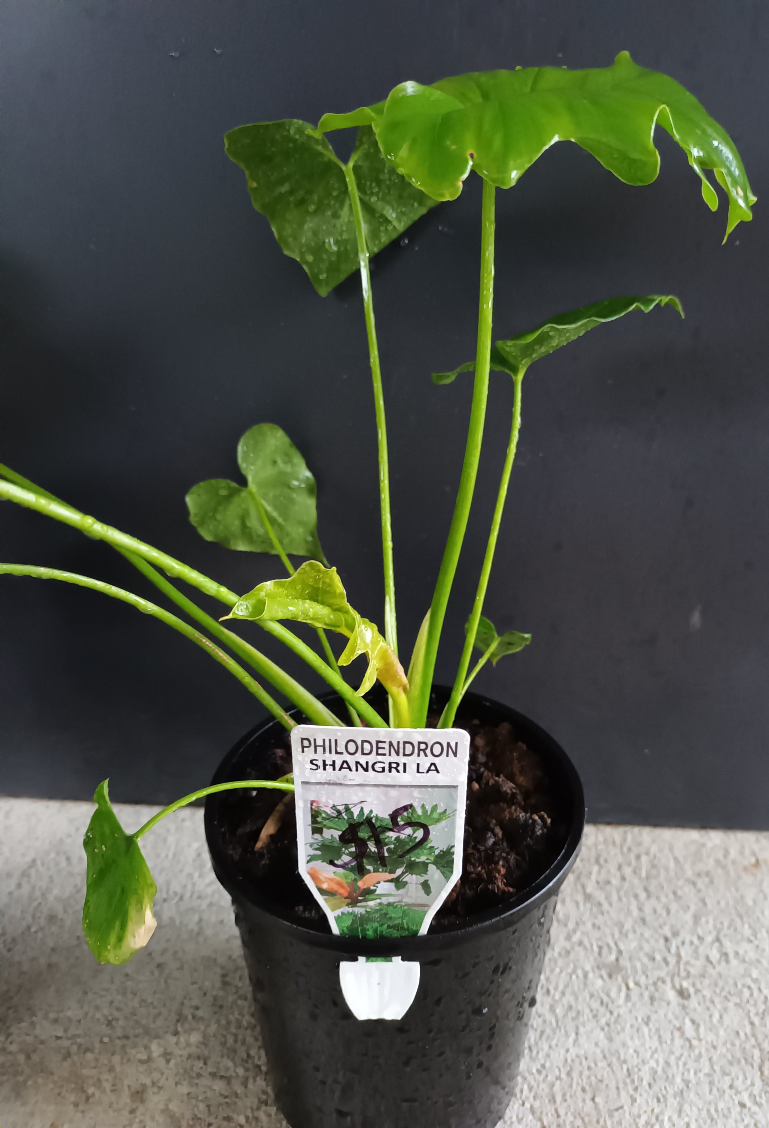 Philodendron Shangri La in 140mm Pot | Canberra Nursery & Garden Centre