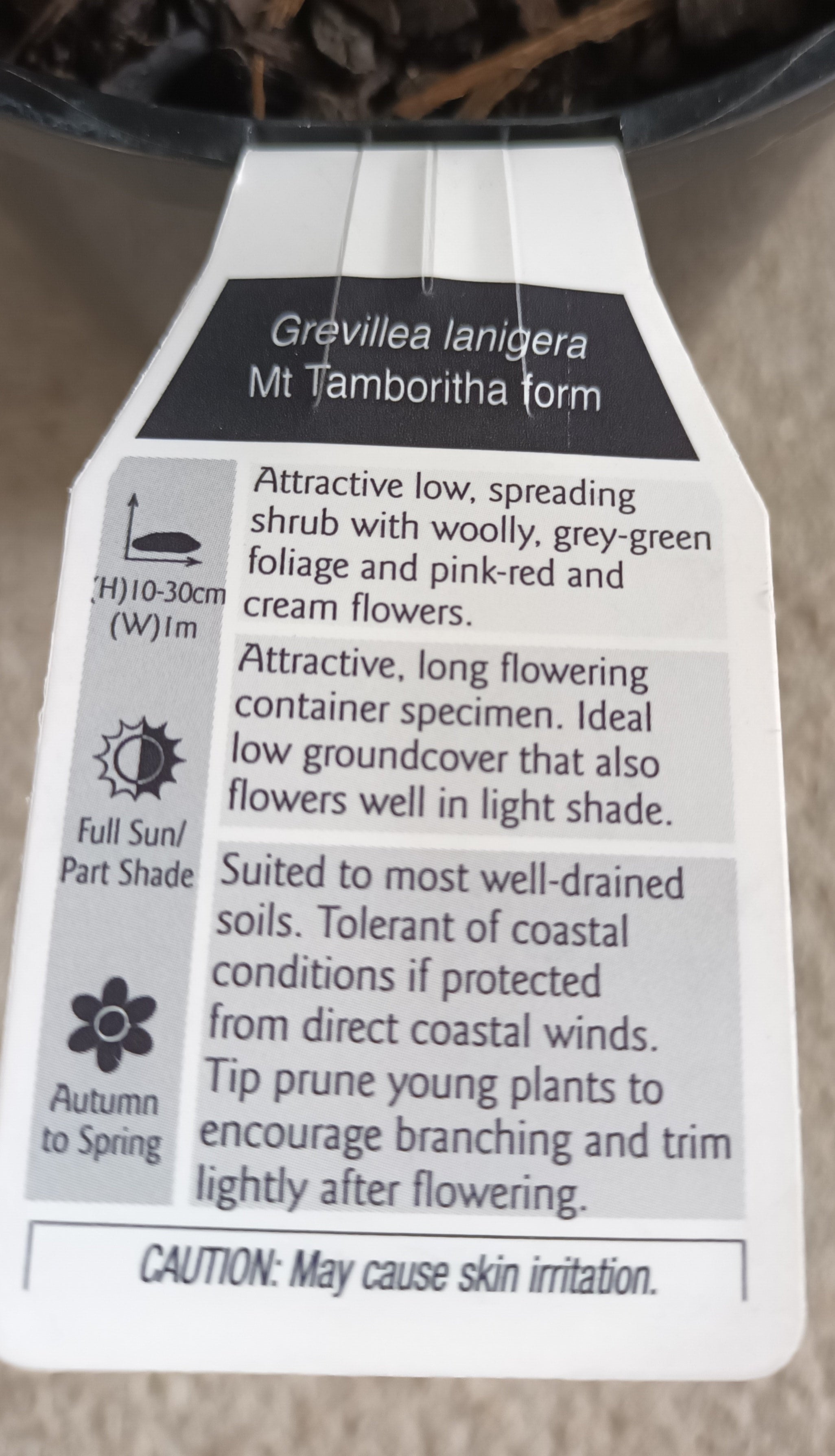 Grevillea Mt Tamboritha Form in 140mm Pot | Canberra Nursery & Garden ...