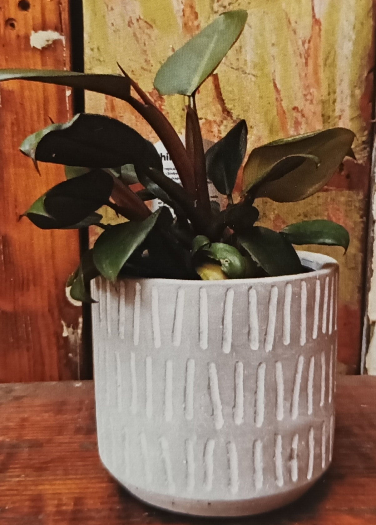 Dart Dash Cement Planter | Canberra Nursery & Garden Centre