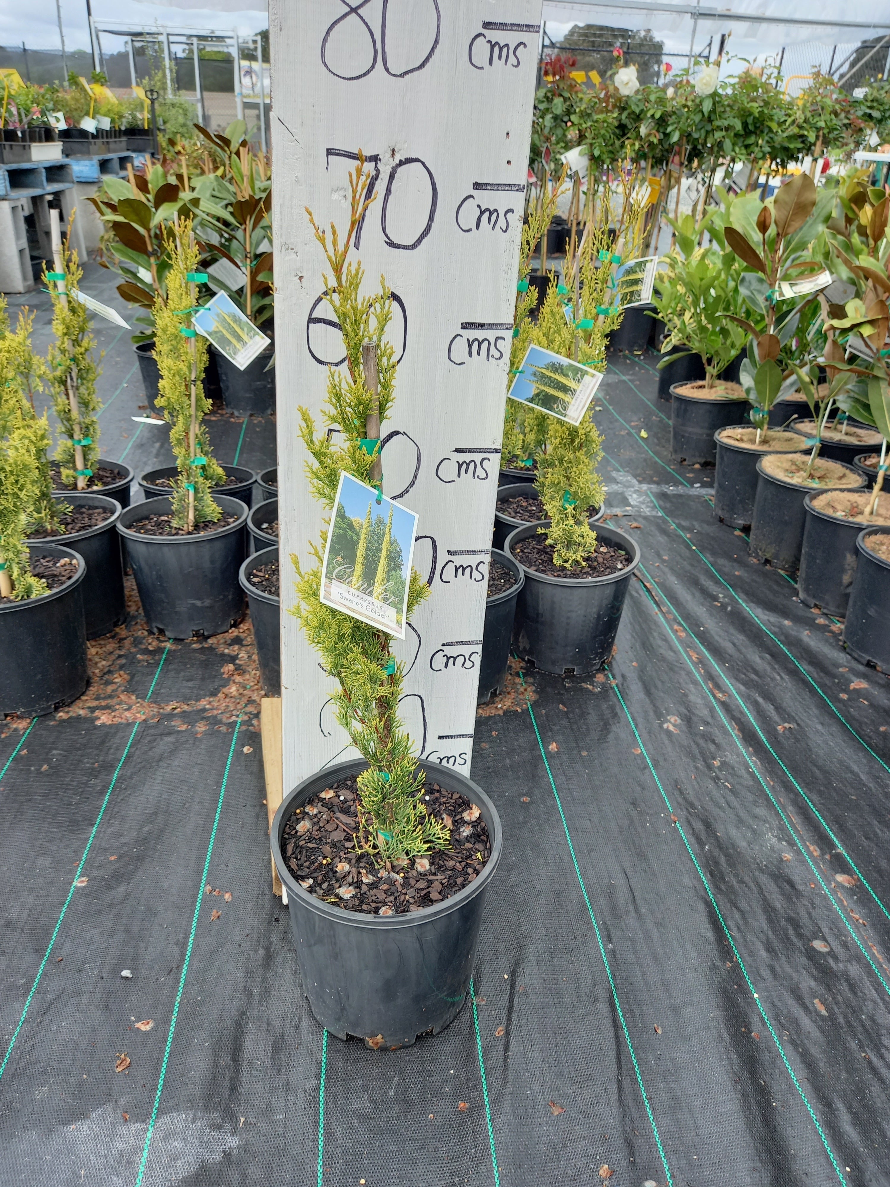 Swane s Gold Pencil Pine In 200mm Pot Canberra Nursery Garden Centre Swane s Gold Pencil Pine In 200mm Pot Canberra Nursery Garden Centre