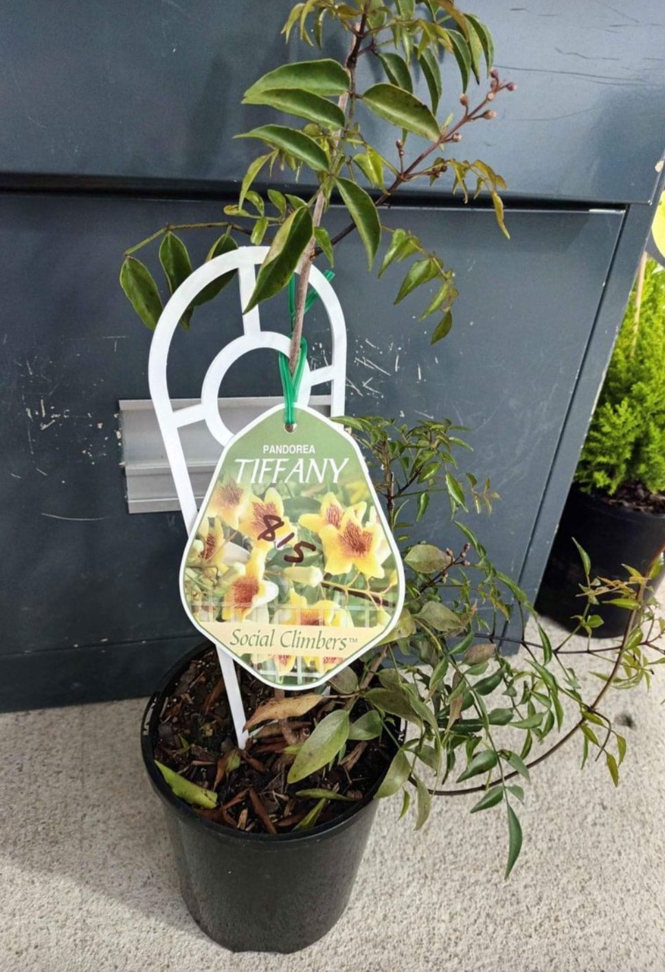 Pandorea Tiffany in 140mm Pot | Canberra Nursery & Garden Centre