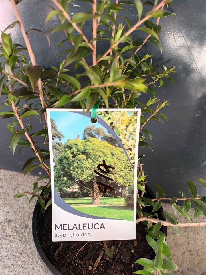 Melaleuca Paperbark in 140mm Pot | Canberra Nursery & Garden Centre
