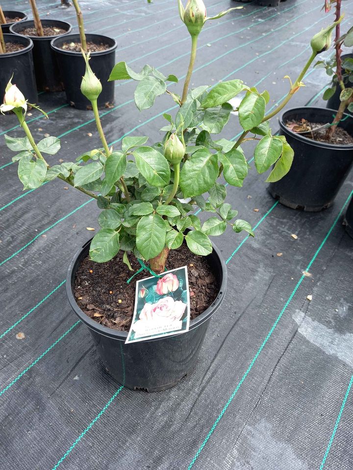 Bush Roses in 200mm Pot | Canberra Nursery & Garden Centre