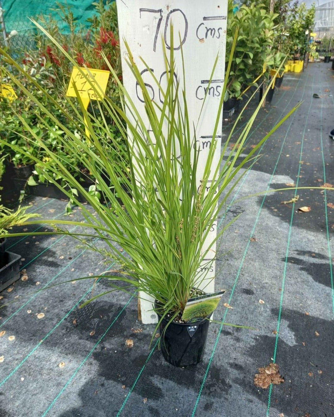 Lomandra Lime tuff (Native) in 140mm Pot | Canberra Nursery & Garden Centre