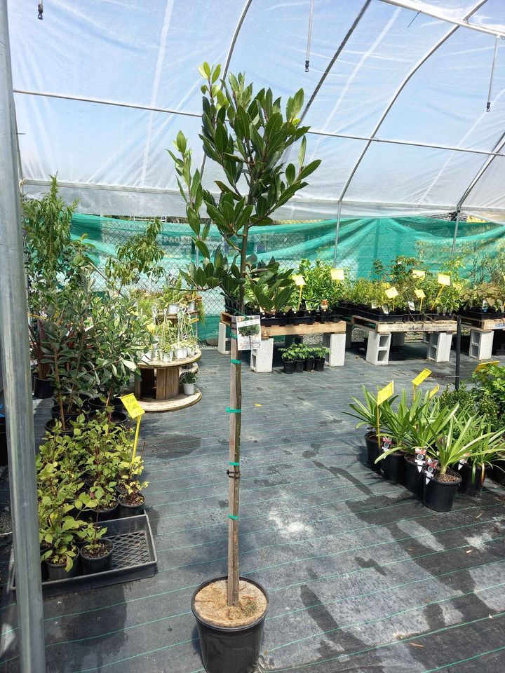 Standard & Topiary Plants | Canberra Nursery & Garden Centre