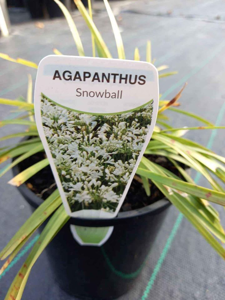 Agapanthus Snow ball in 140mm Pot | Canberra Nursery & Garden Centre