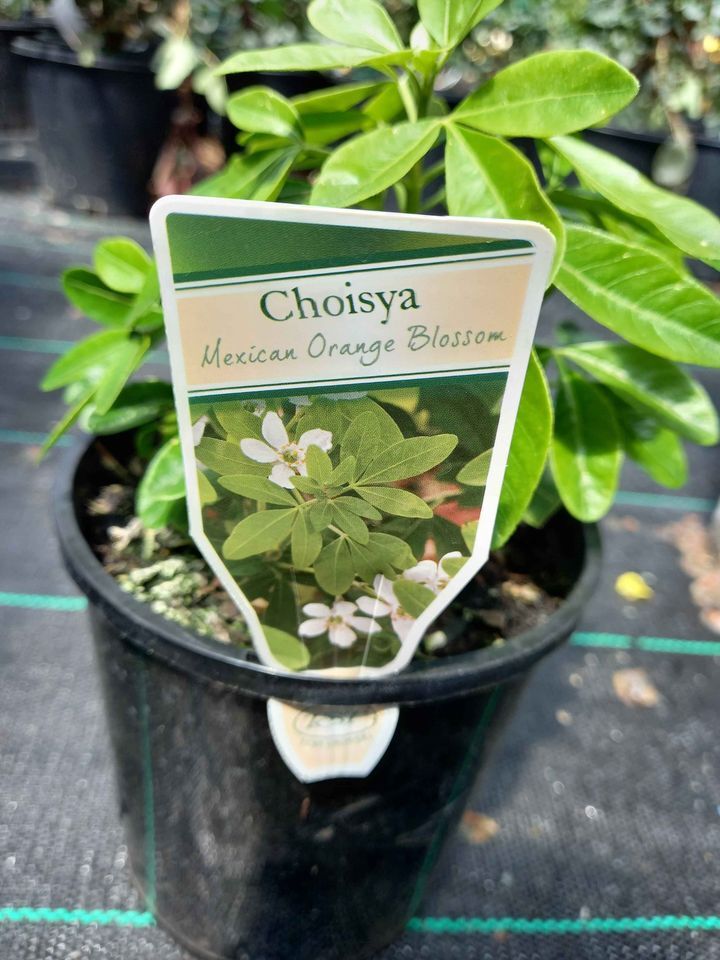 Choisya in 140mm pot | Canberra Nursery & Garden Centre